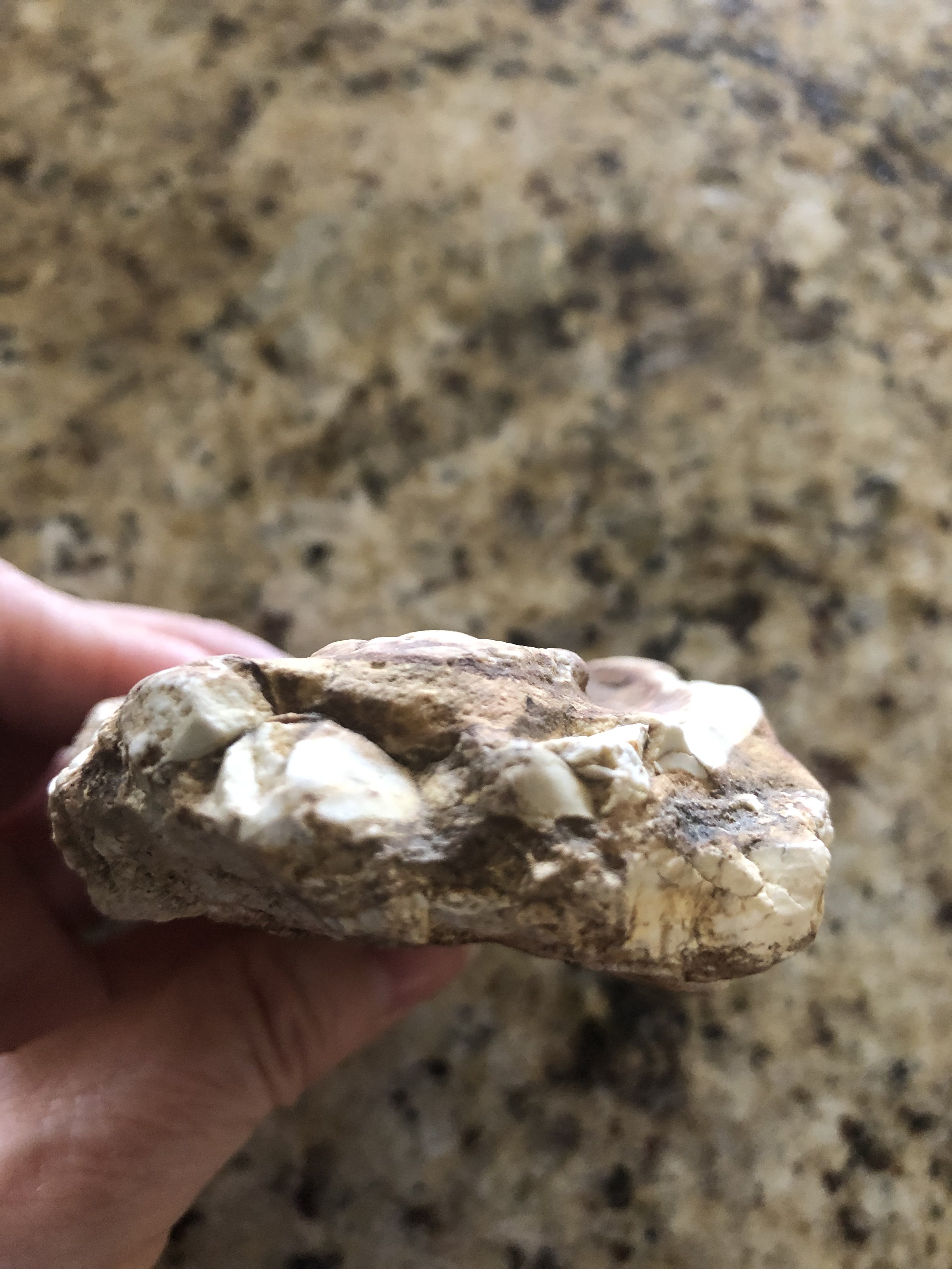 Need help identifying - Fossil ID - The Fossil Forum