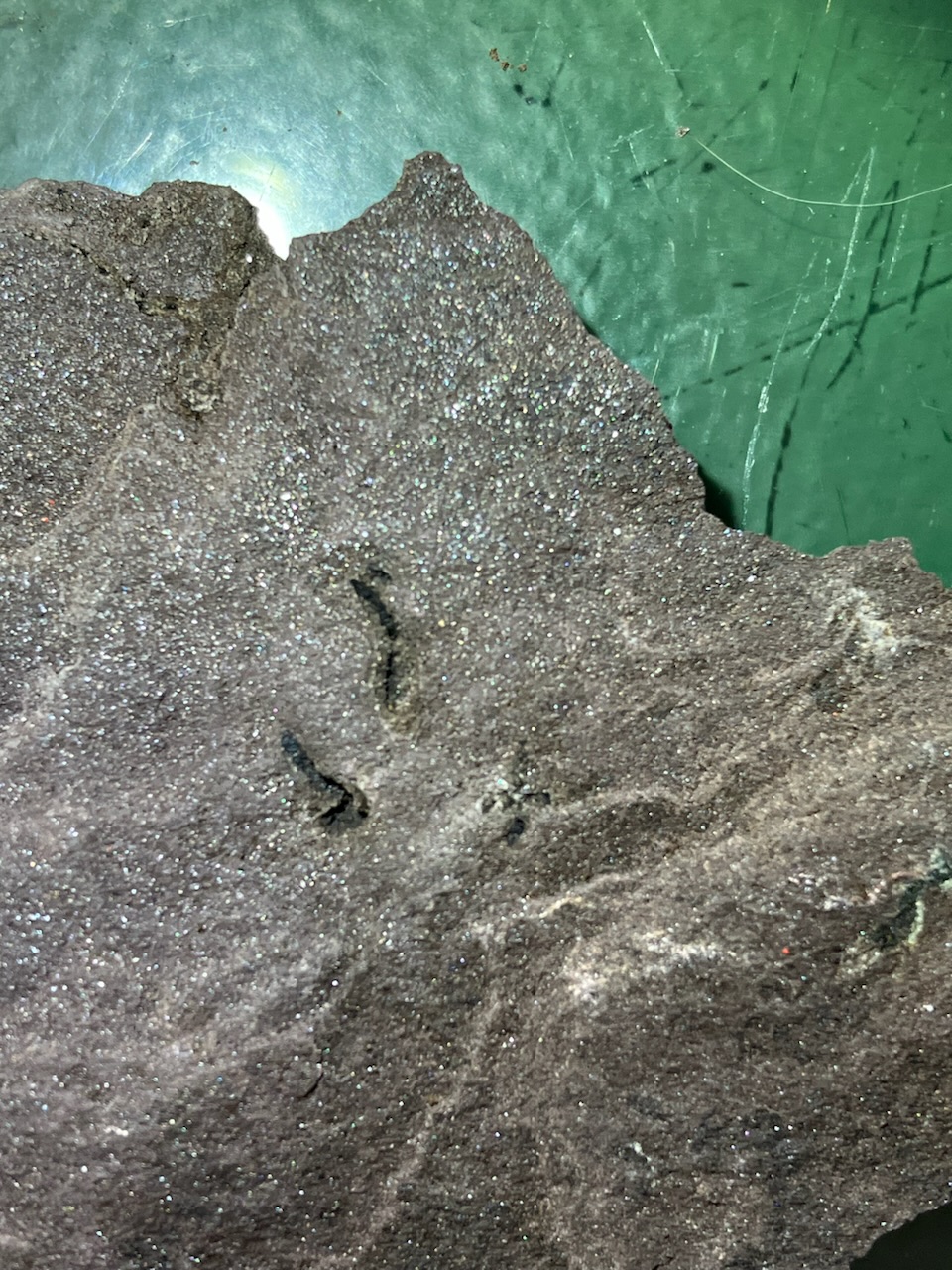 Maryland Triassic Trace Fossils - Fossil ID - The Fossil Forum