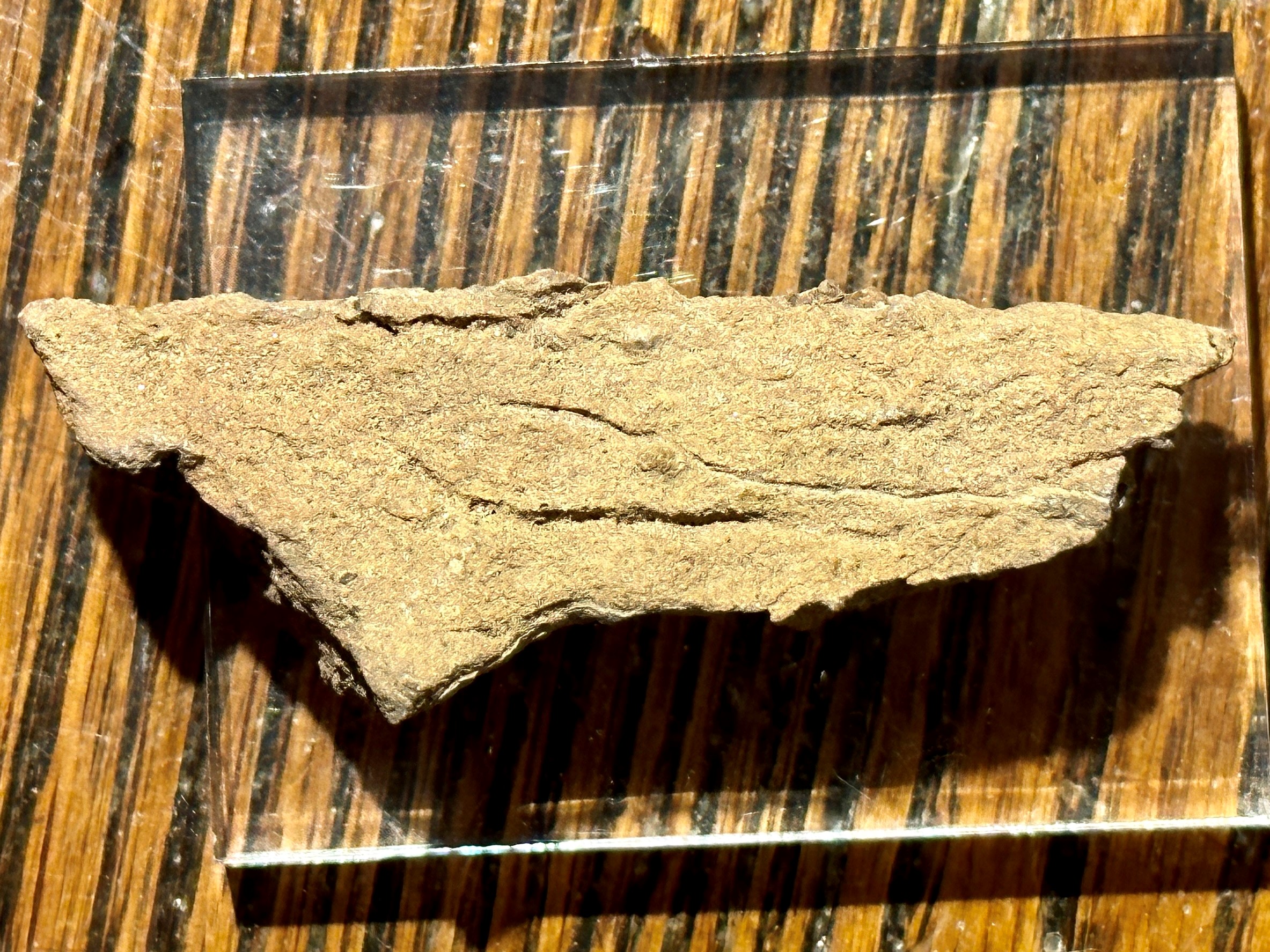 Morrison osteoderm? - Fossil ID - The Fossil Forum