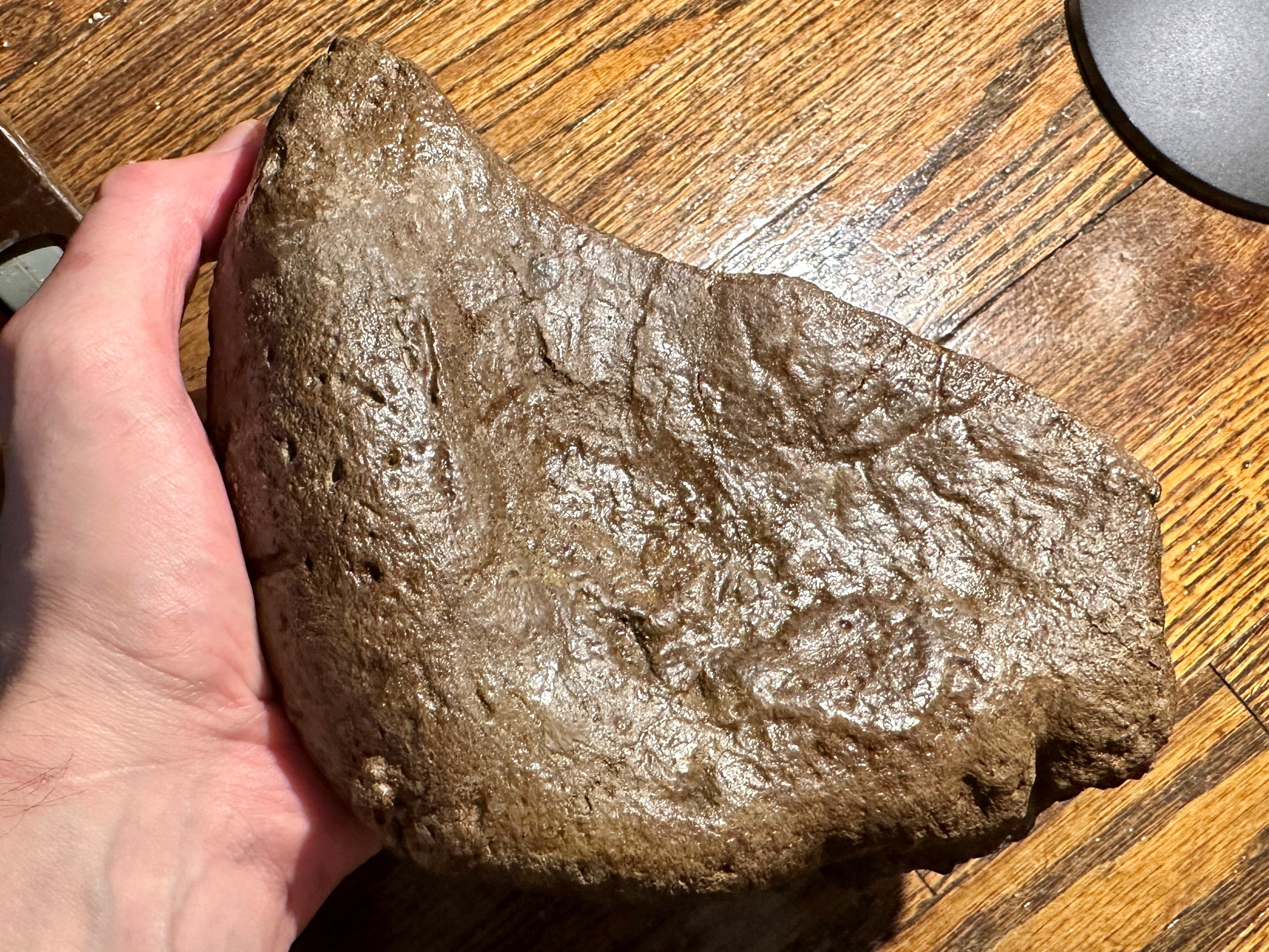 Ankylosaurs osteoderm - Fossil ID - The Fossil Forum