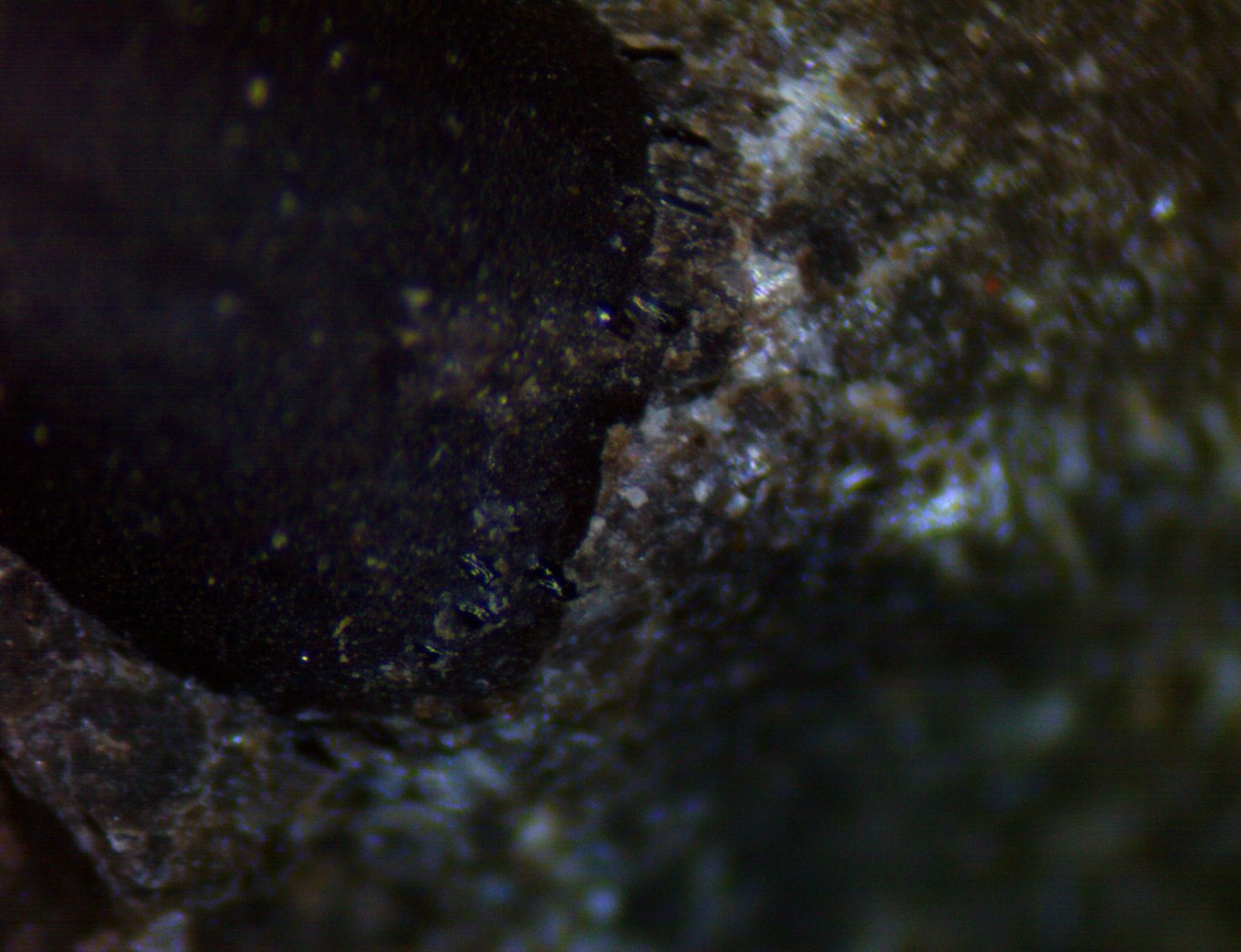 New Albany shale nodule specimens - Fossil ID - The Fossil Forum