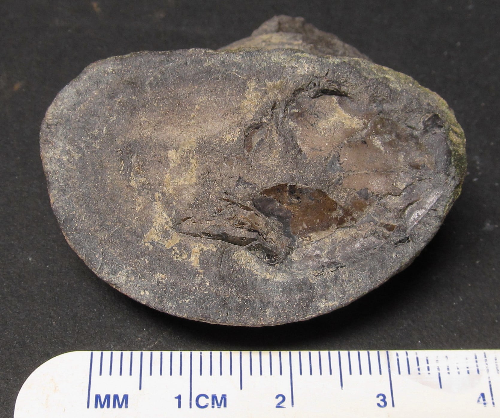 New Albany shale nodule specimens - Fossil ID - The Fossil Forum