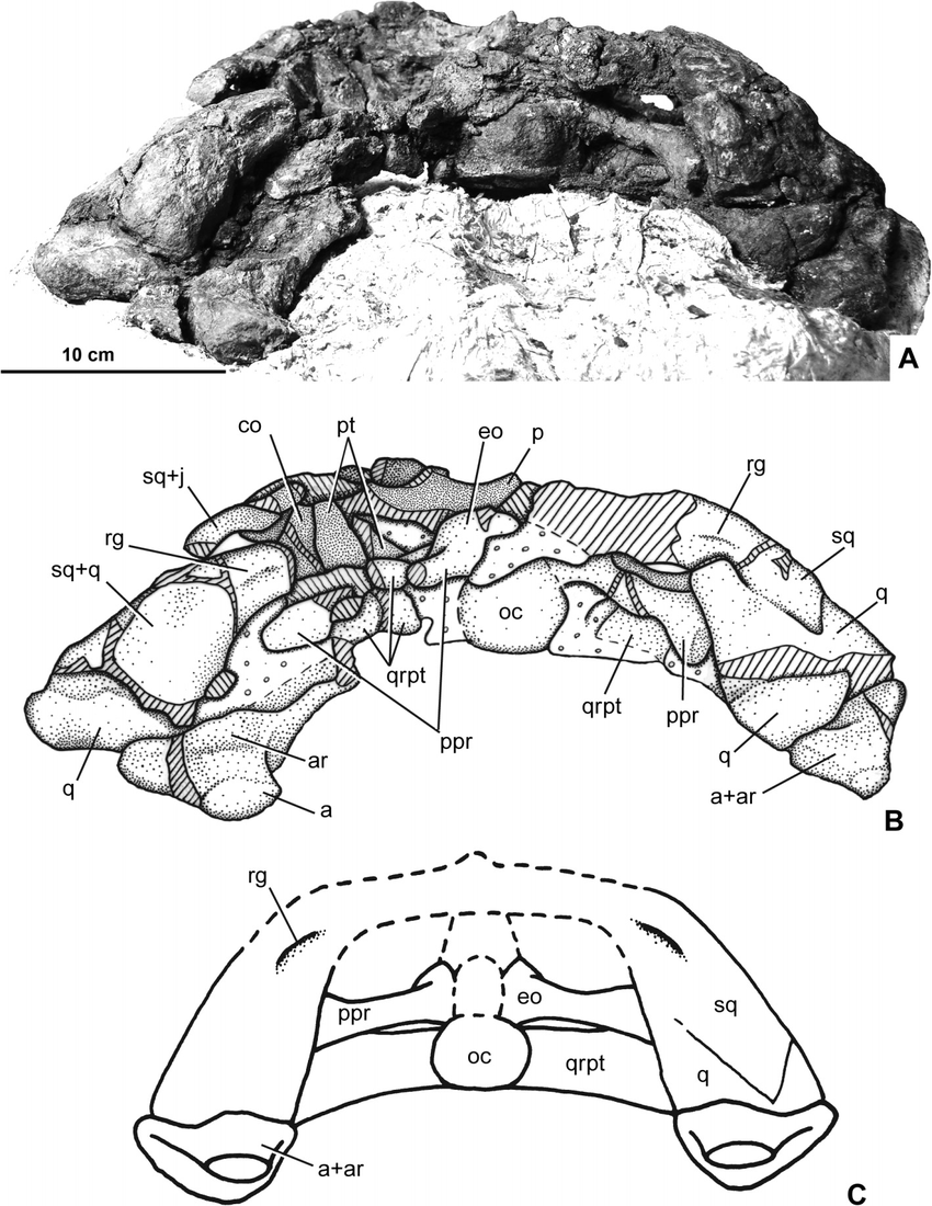 Vertebra Queensland - Fossil ID - The Fossil Forum