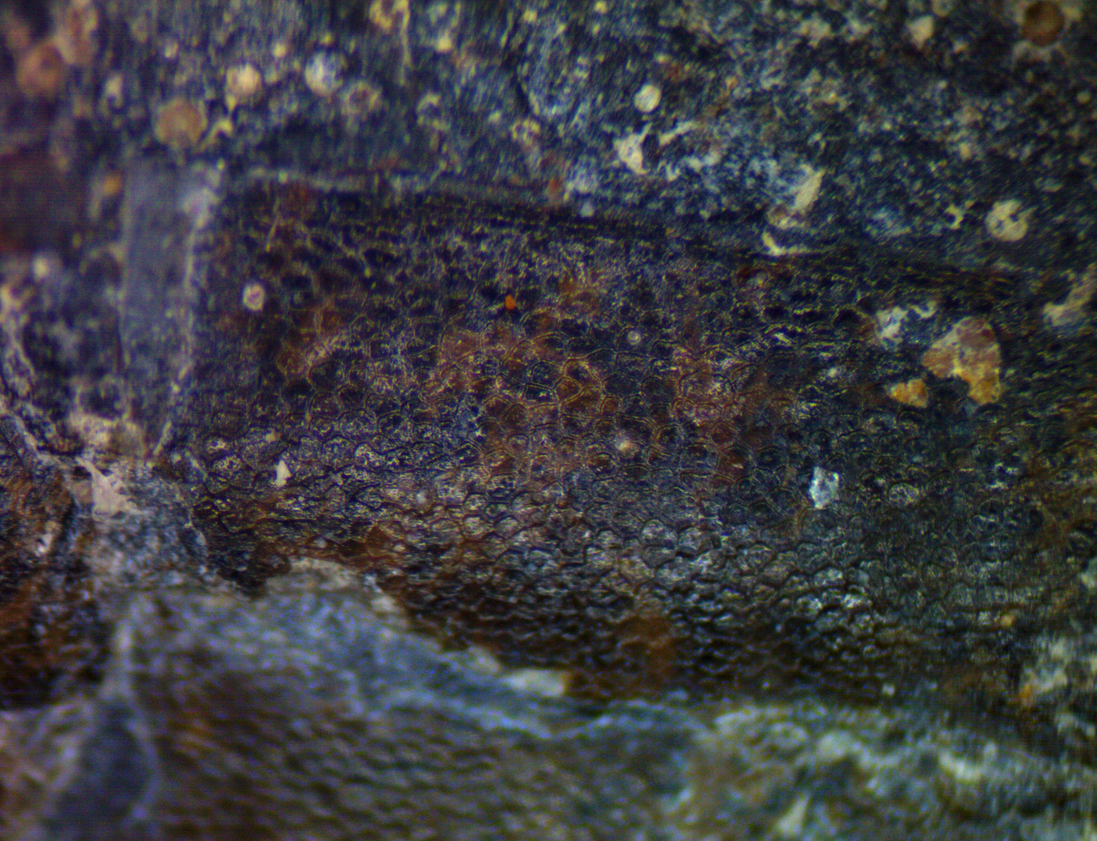 New Albany shale nodule specimens - Fossil ID - The Fossil Forum
