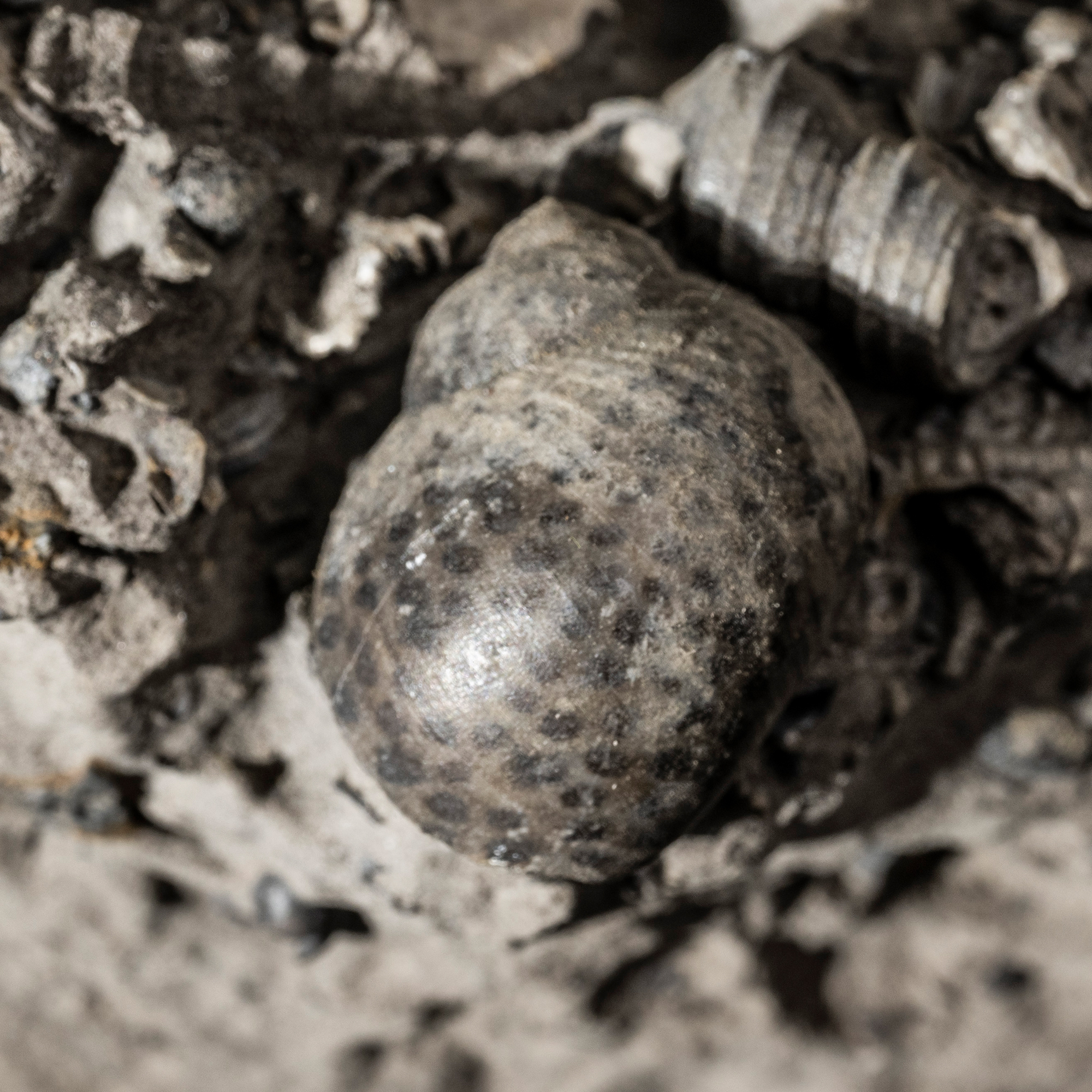 Preservation of colour in fossil shells - Questions & Answers - The ...