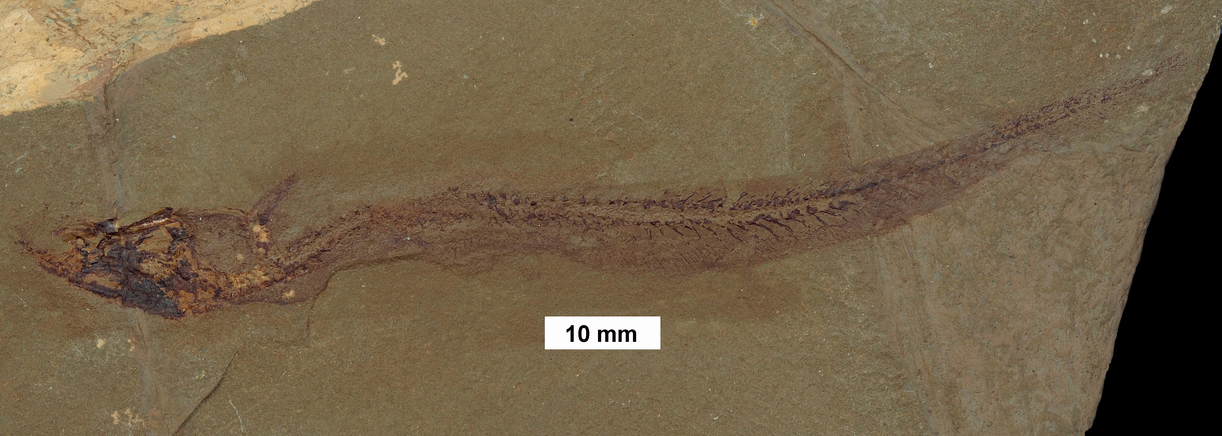 Harpagofututor volsellorhinus Lund, 1982 - Sharks & Rays - The Fossil Forum