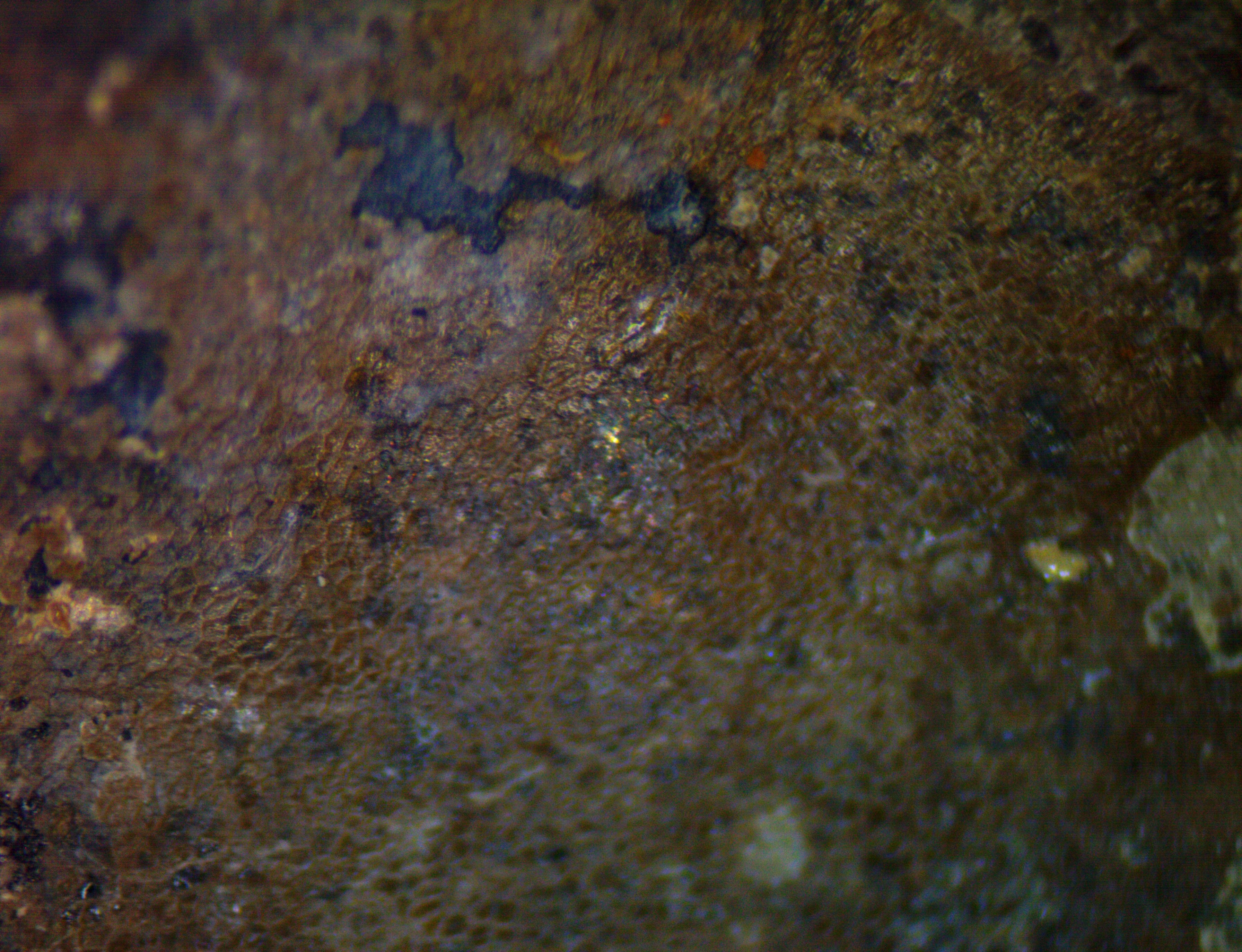 New Albany shale nodule specimens - Fossil ID - The Fossil Forum