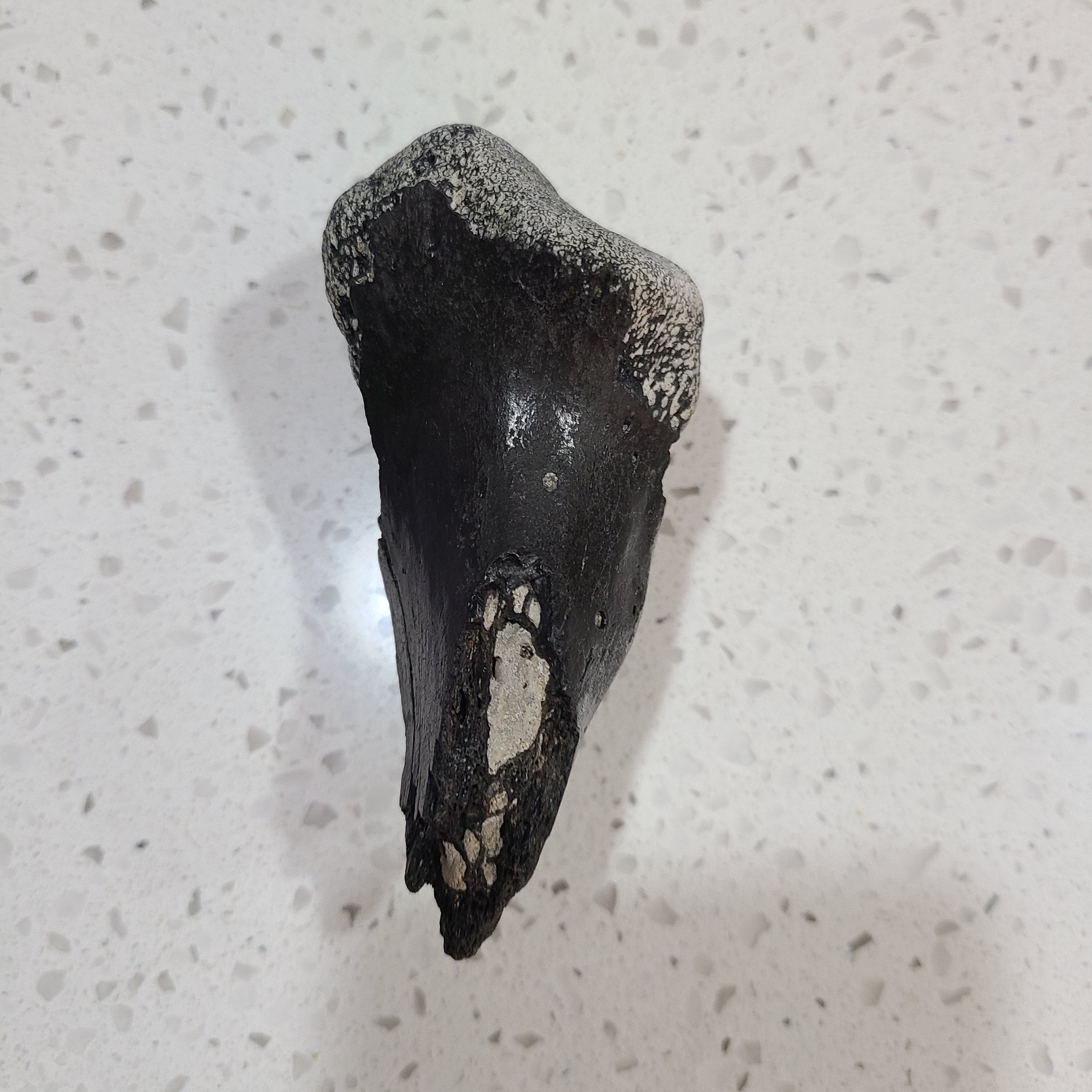 Is this a broken megaladon tooth - Fossil ID - The Fossil Forum