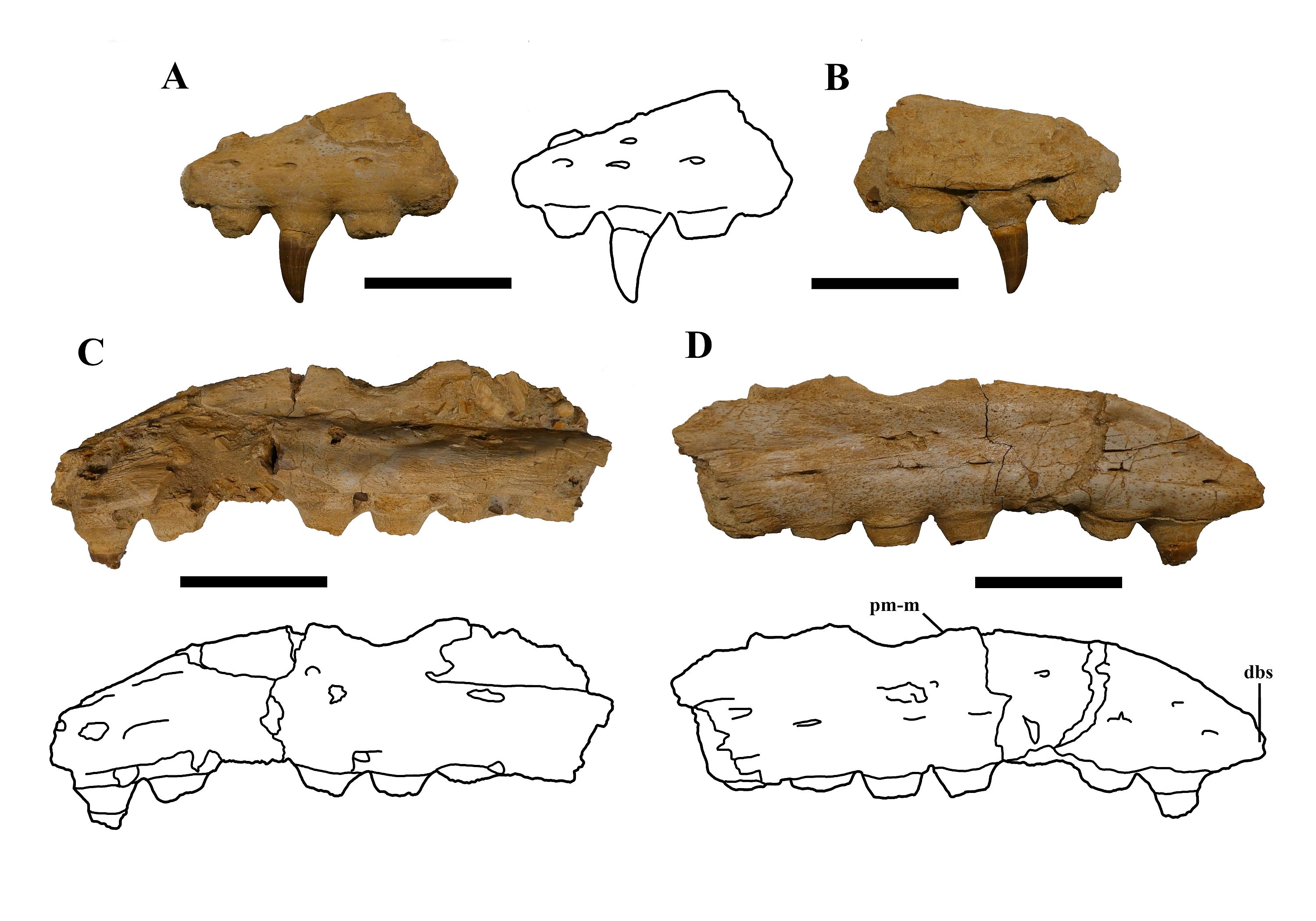 Introducing Hainosaurus boubker, Last of the Great Tylosaurs. - Fossil ...