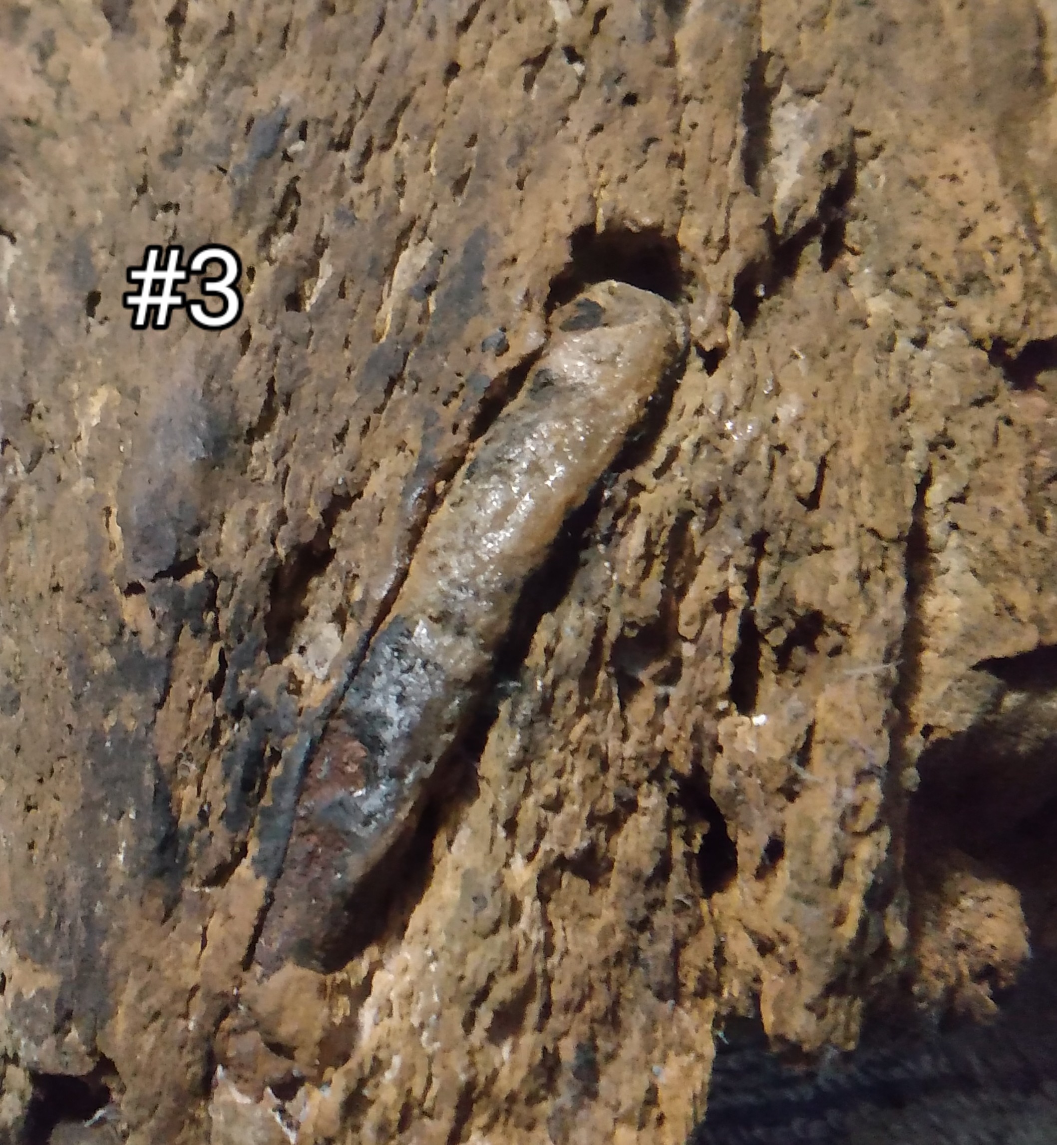 Anomalies on Petrified log - Fossil ID - The Fossil Forum
