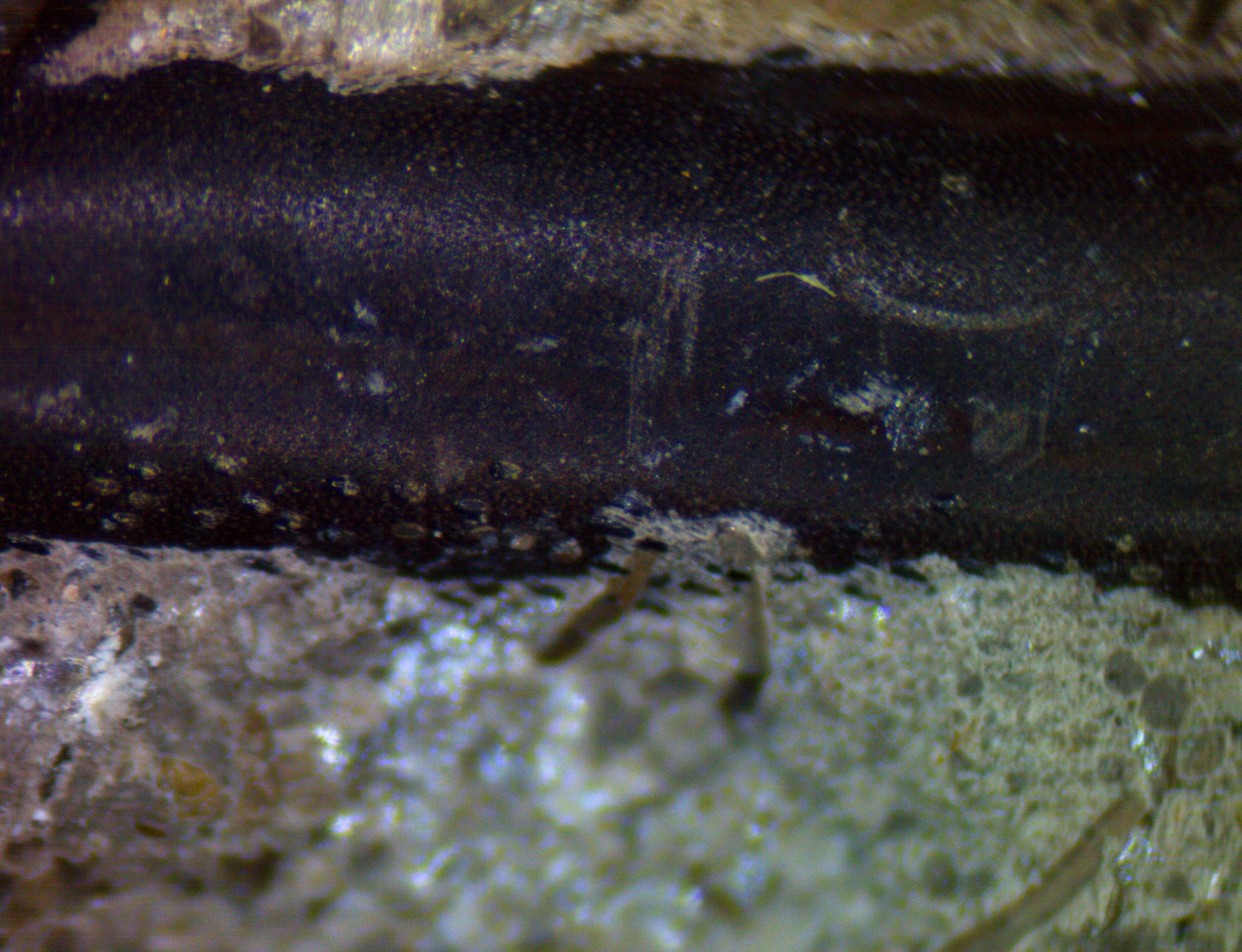 New Albany shale nodule specimens - Fossil ID - The Fossil Forum