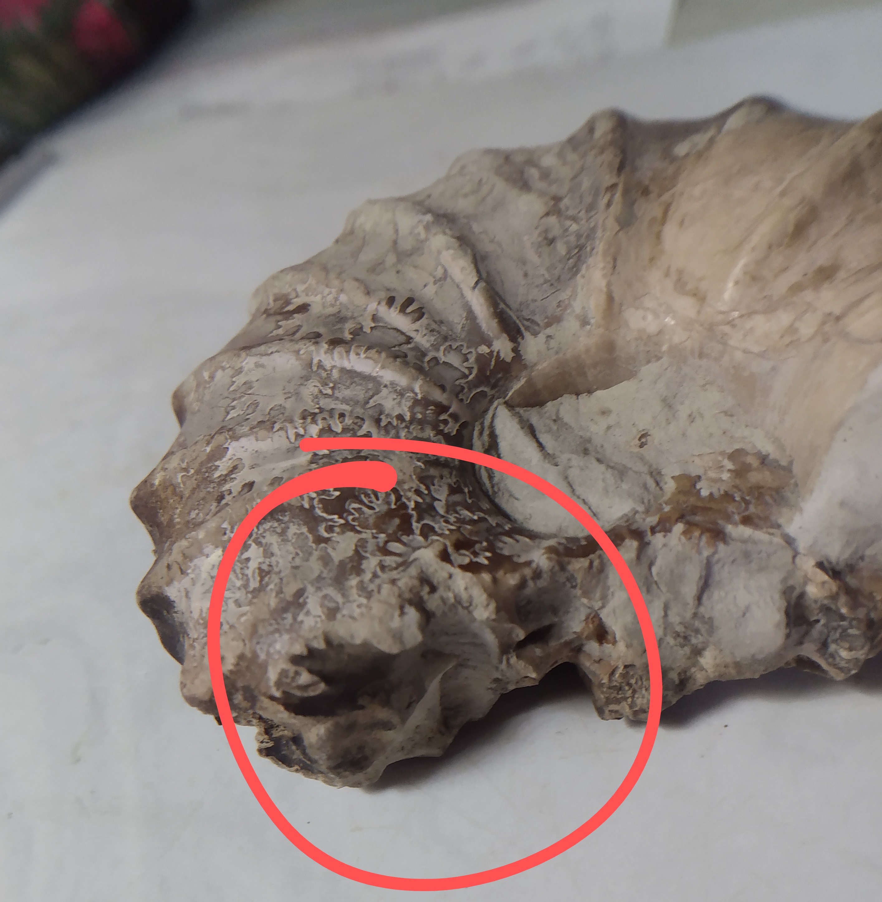 From the Kiamichi Formation Cretaceous… north Texas - Fossil ID - The ...