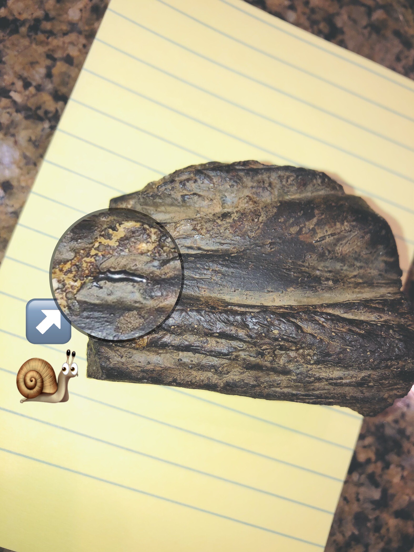Snails in Petrified Wood - Fossil ID - The Fossil Forum
