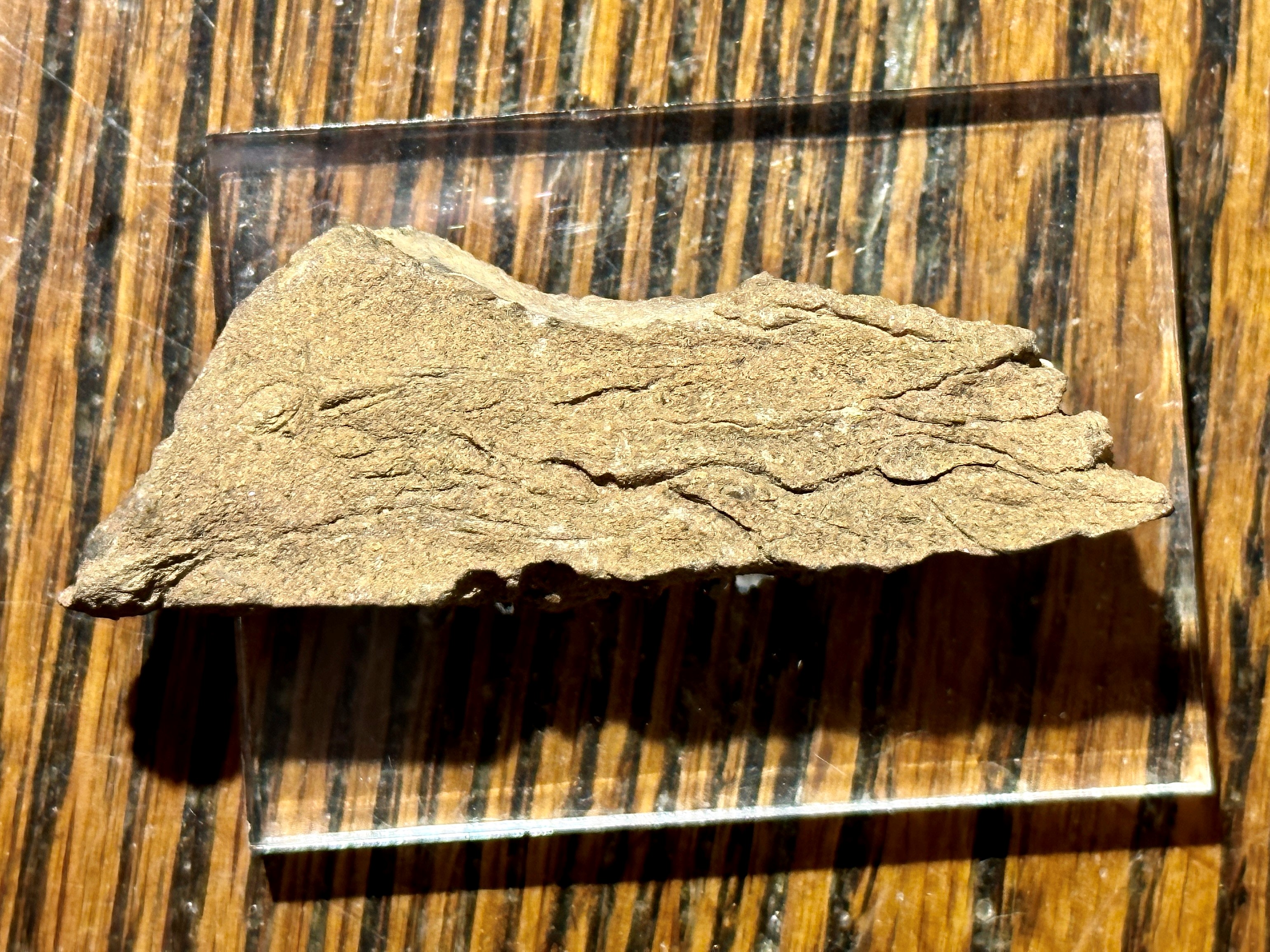 Morrison osteoderm? - Fossil ID - The Fossil Forum