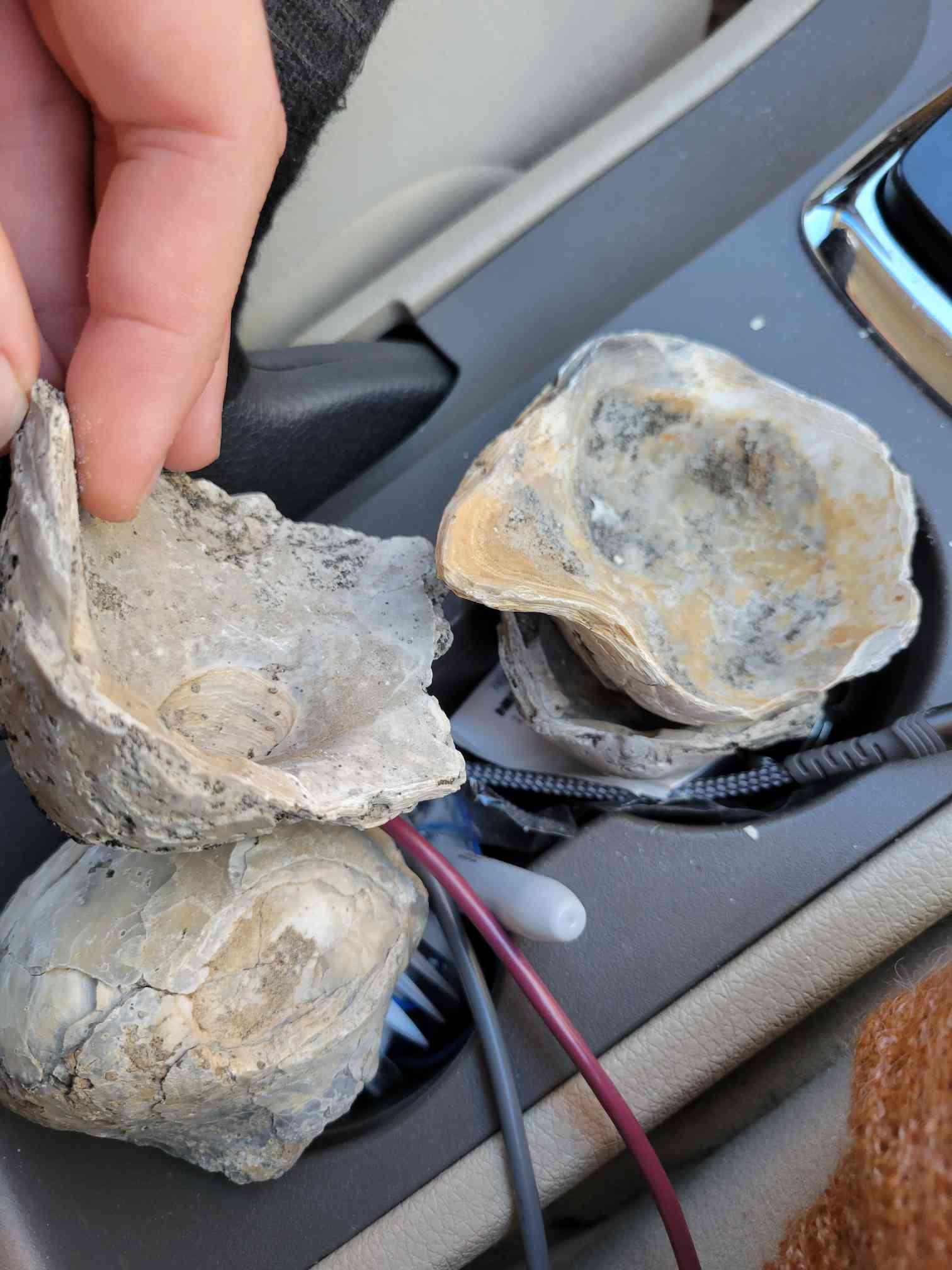 Aquatic Molluscs from Central New Jersey - Fossil ID - The Fossil Forum