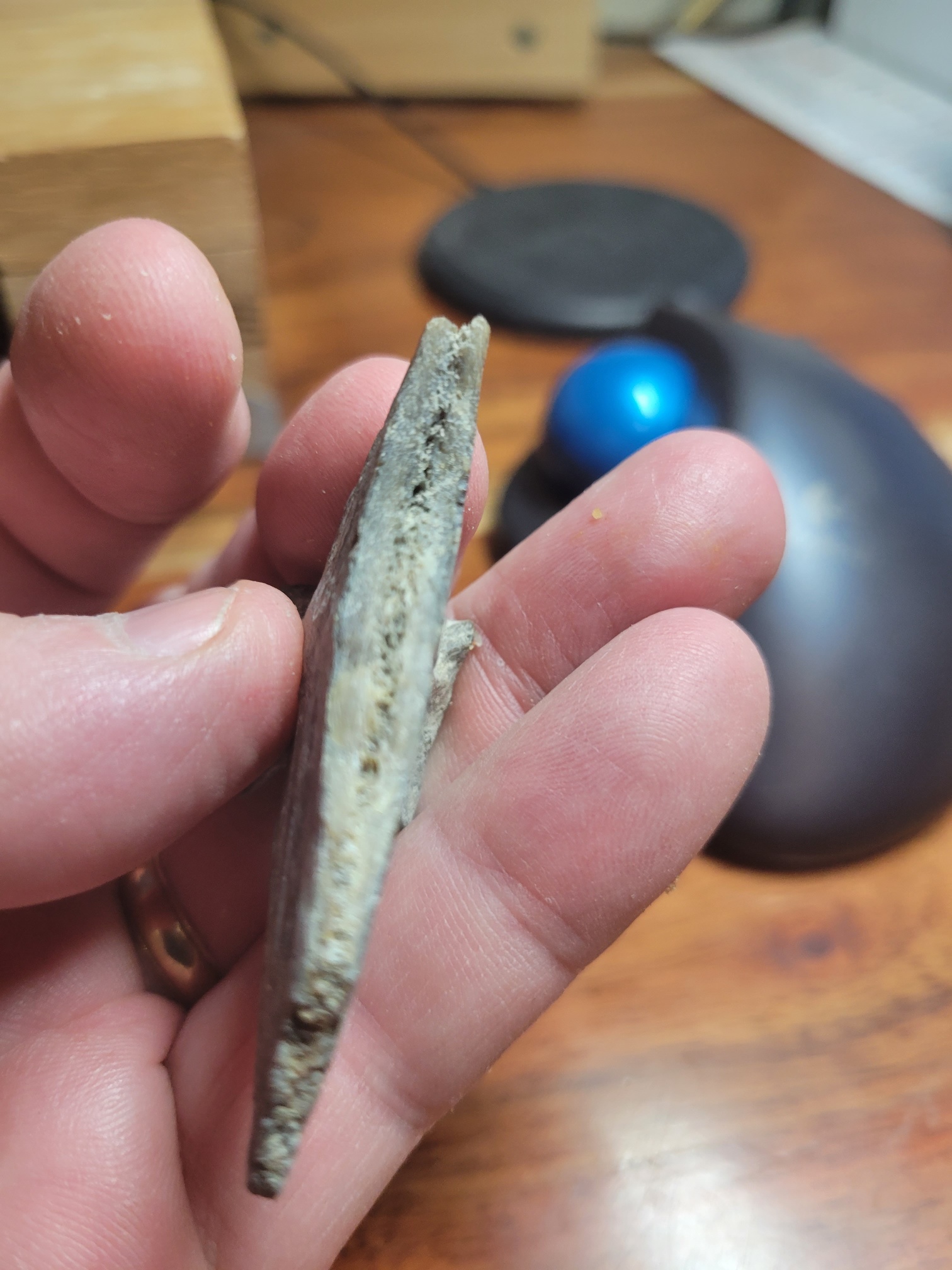 Odd looking vertebrae. I've never seen one connected to the bone like ...