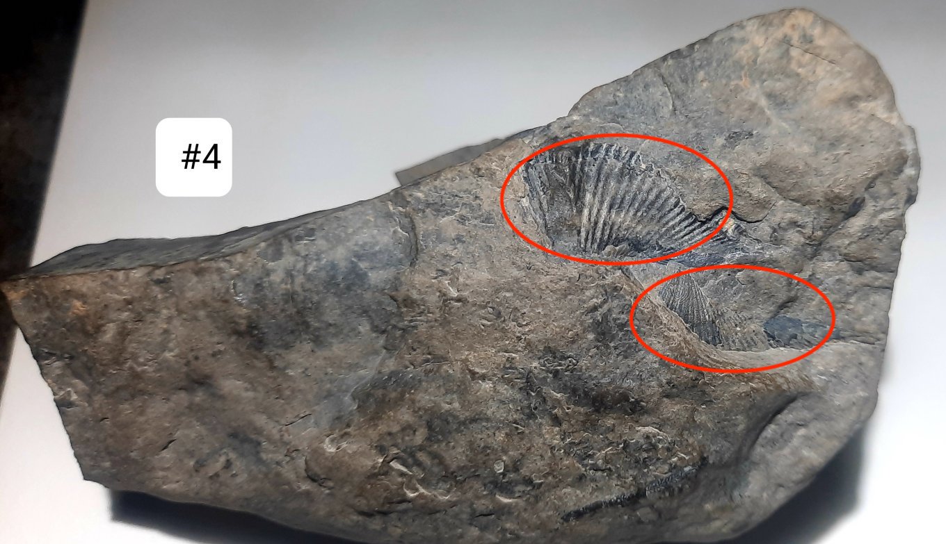 Possible fish scale? - Fossil ID - The Fossil Forum