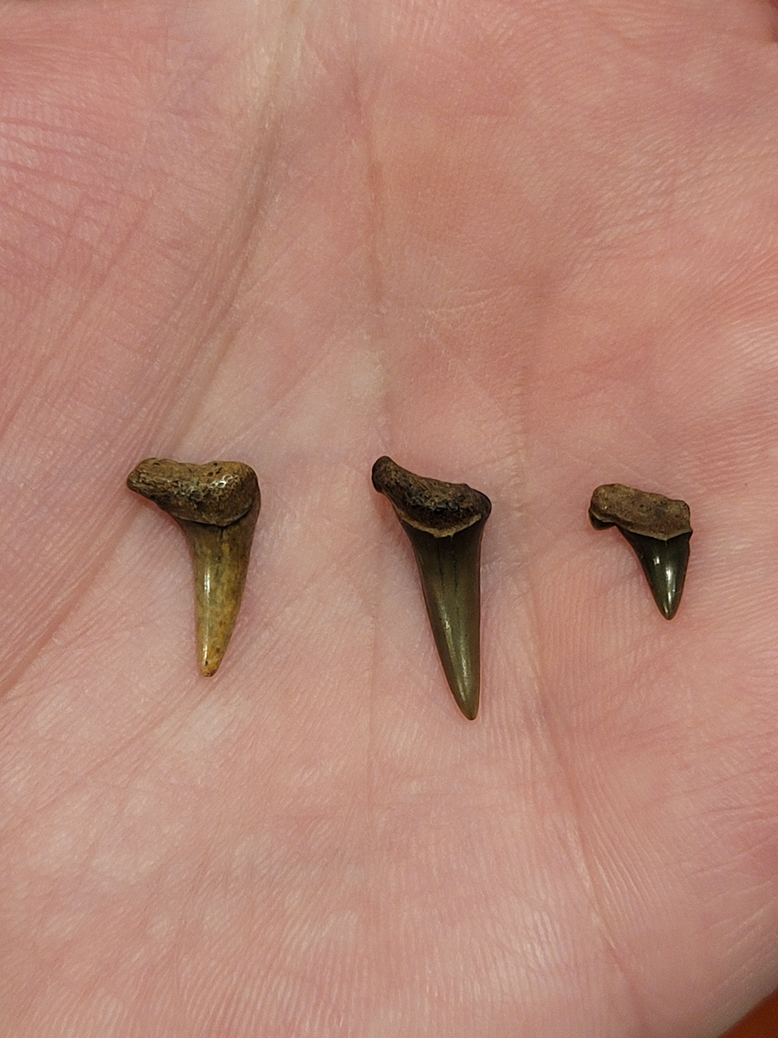 I need help identifying these shark teeth - Fossil ID - The Fossil Forum
