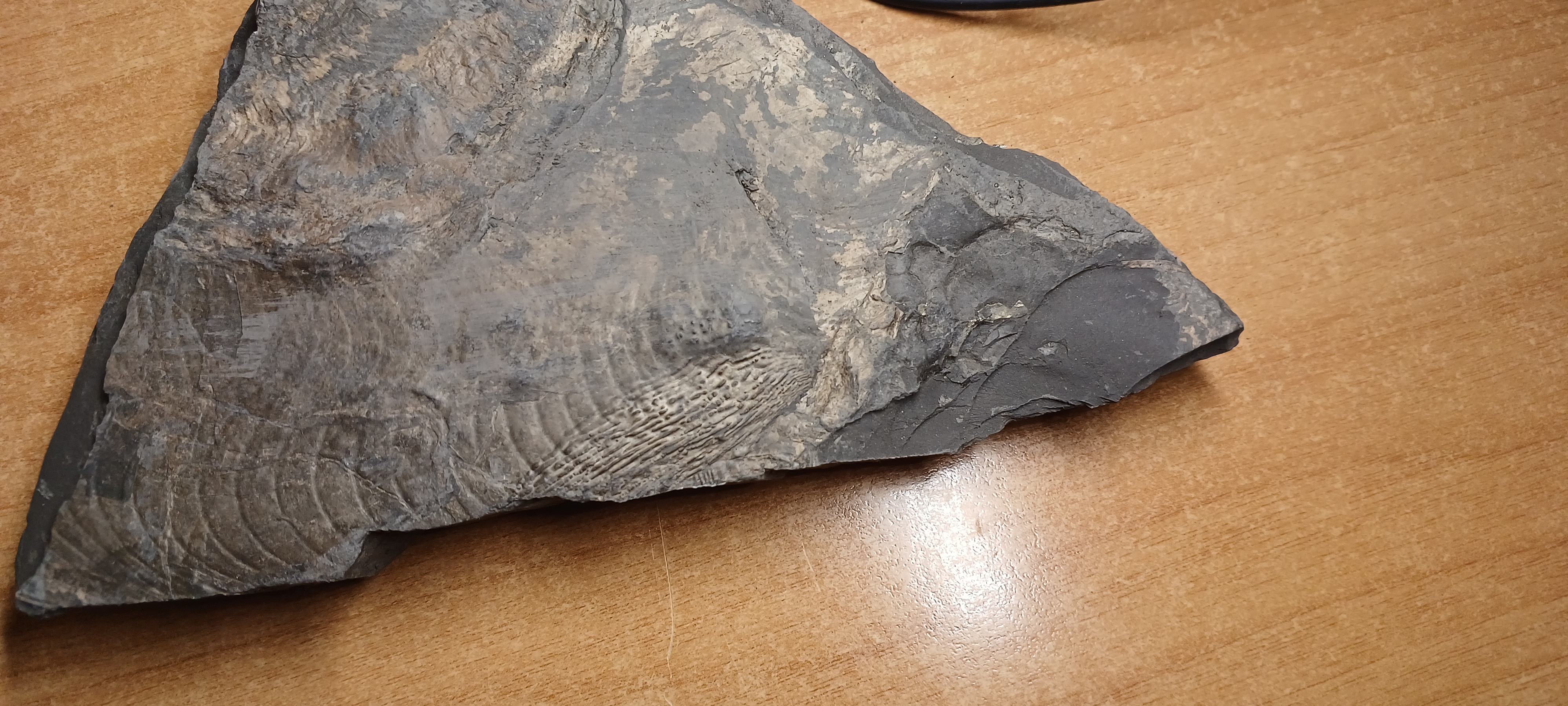 striped shape on rock - Fossil ID - The Fossil Forum
