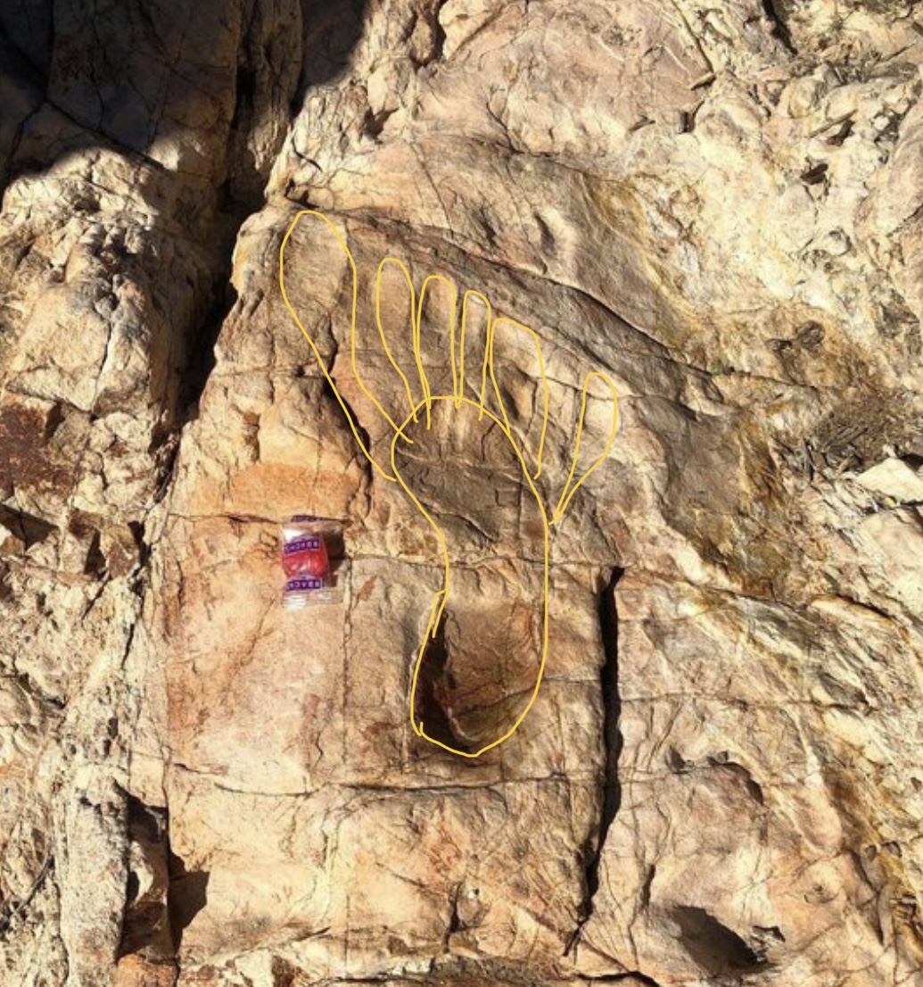 Fossilized Arizona Human Footprint (?) - Page 2 - Fossil ID - The ...