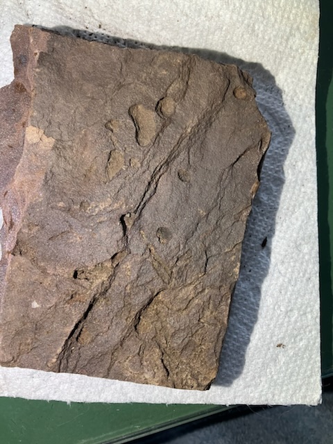 Maryland Triassic Trace Fossils - Fossil ID - The Fossil Forum
