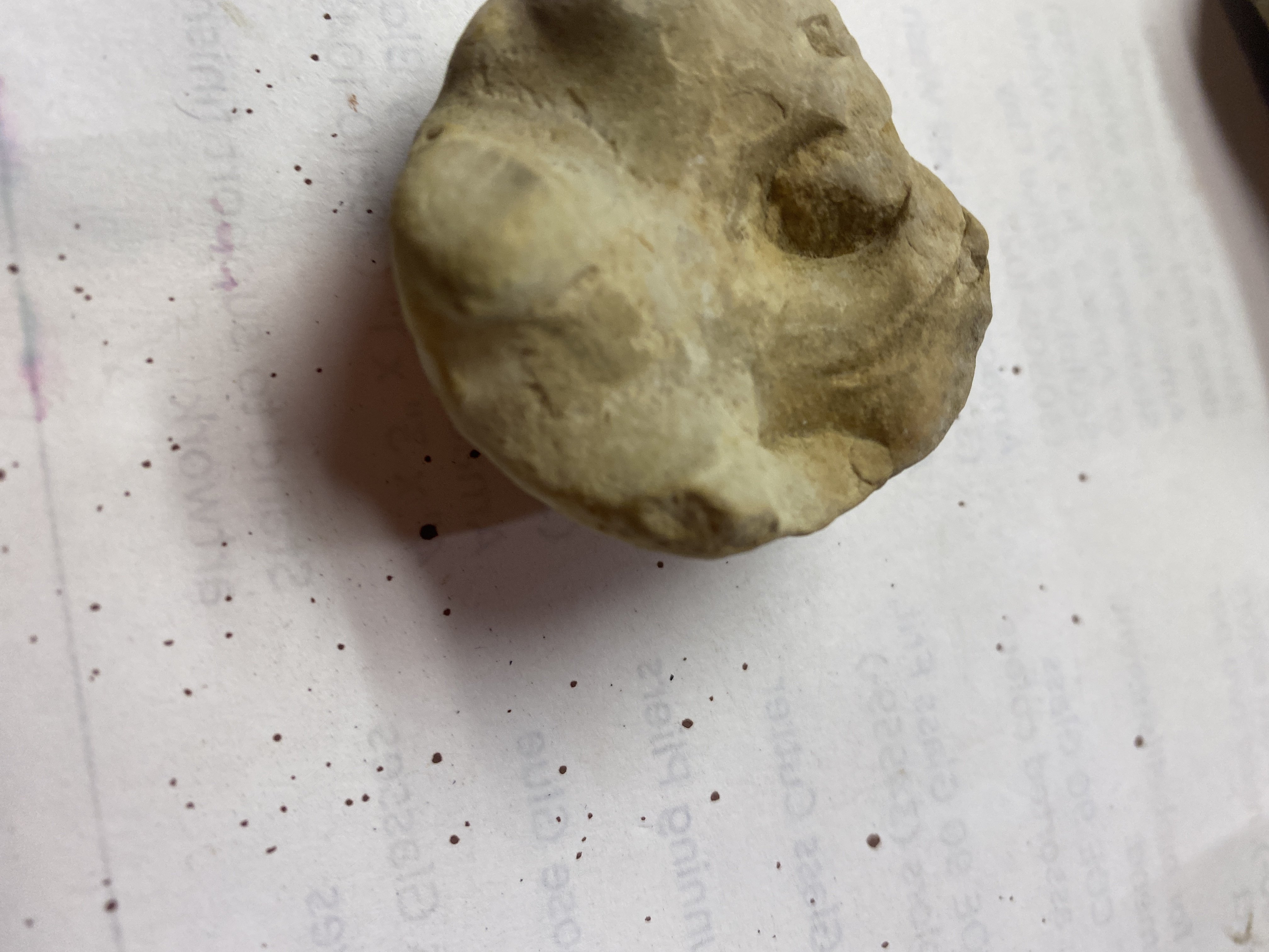 From the Kiamichi Formation Cretaceous… north Texas - Fossil ID - The ...
