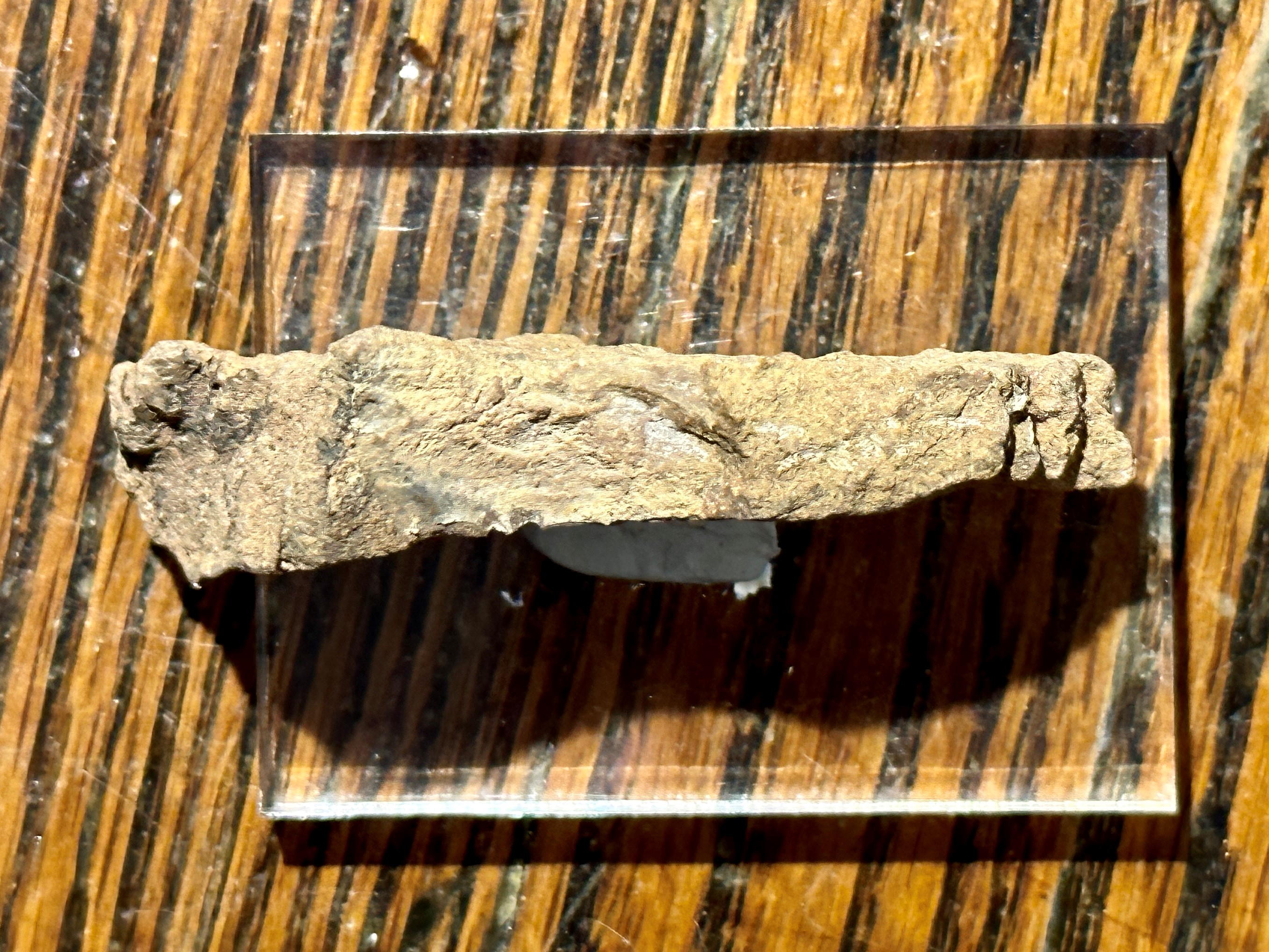 Morrison osteoderm? - Fossil ID - The Fossil Forum
