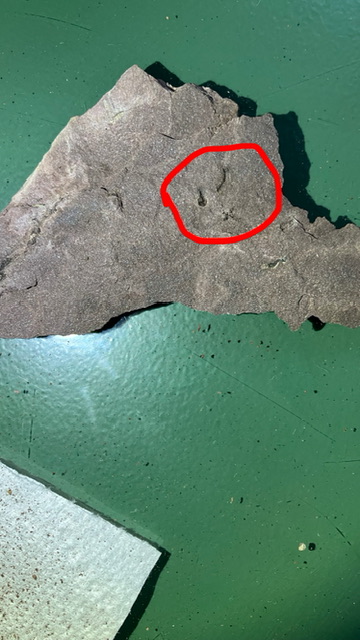 Maryland Triassic Trace Fossils - Fossil ID - The Fossil Forum