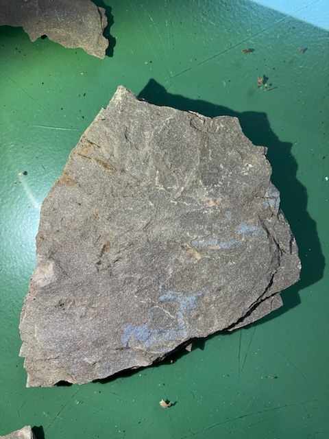 Maryland Triassic Trace Fossils - Fossil ID - The Fossil Forum