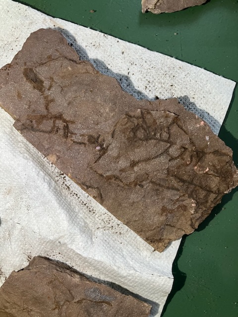 Maryland Triassic Trace Fossils - Fossil ID - The Fossil Forum