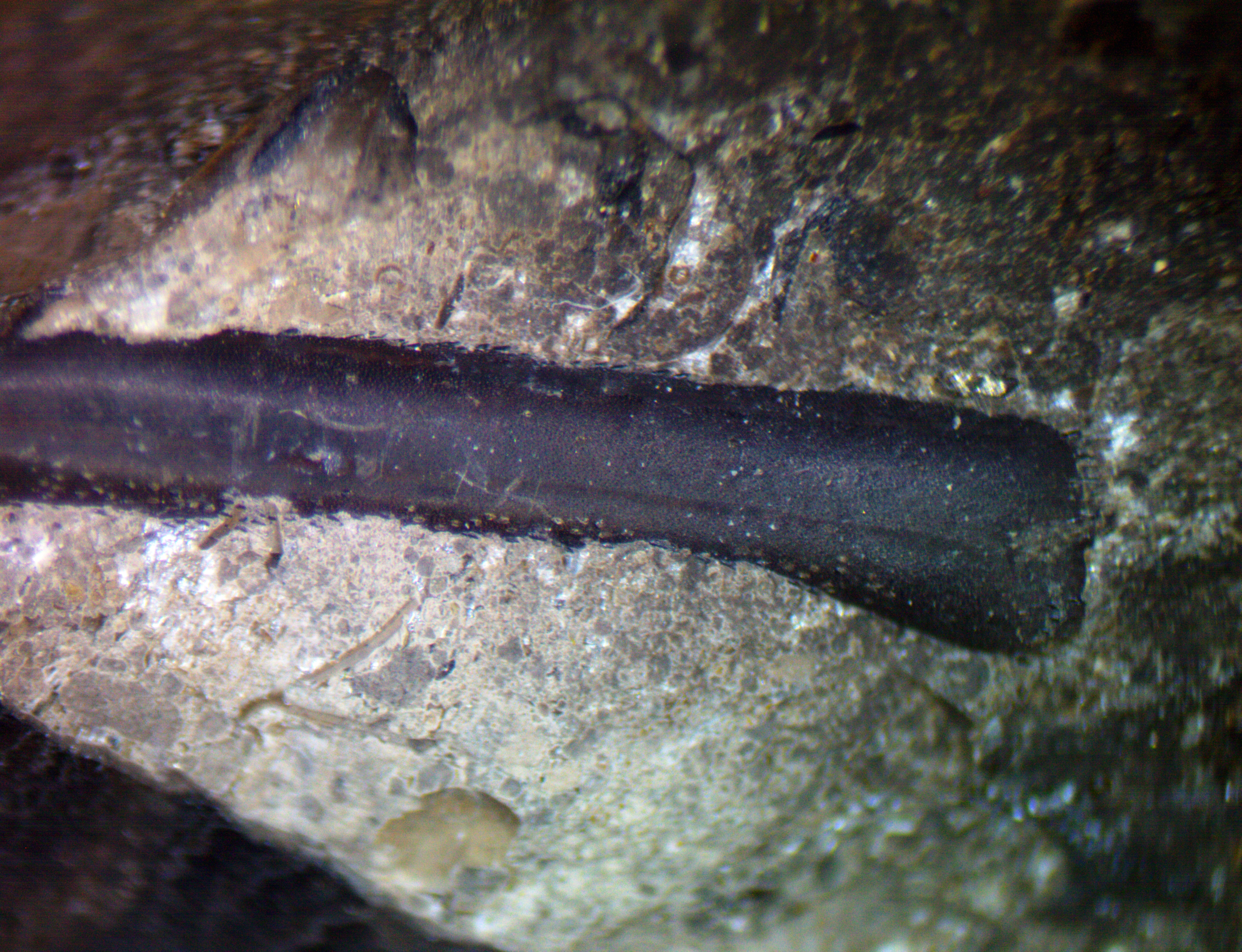 New Albany shale nodule specimens - Fossil ID - The Fossil Forum