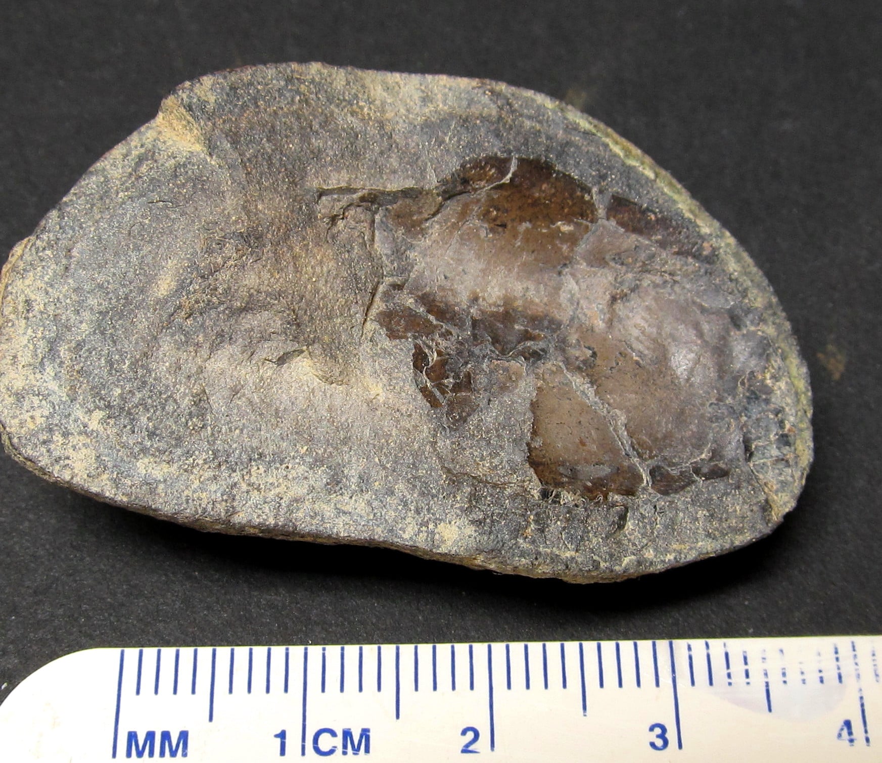 New Albany shale nodule specimens - Fossil ID - The Fossil Forum