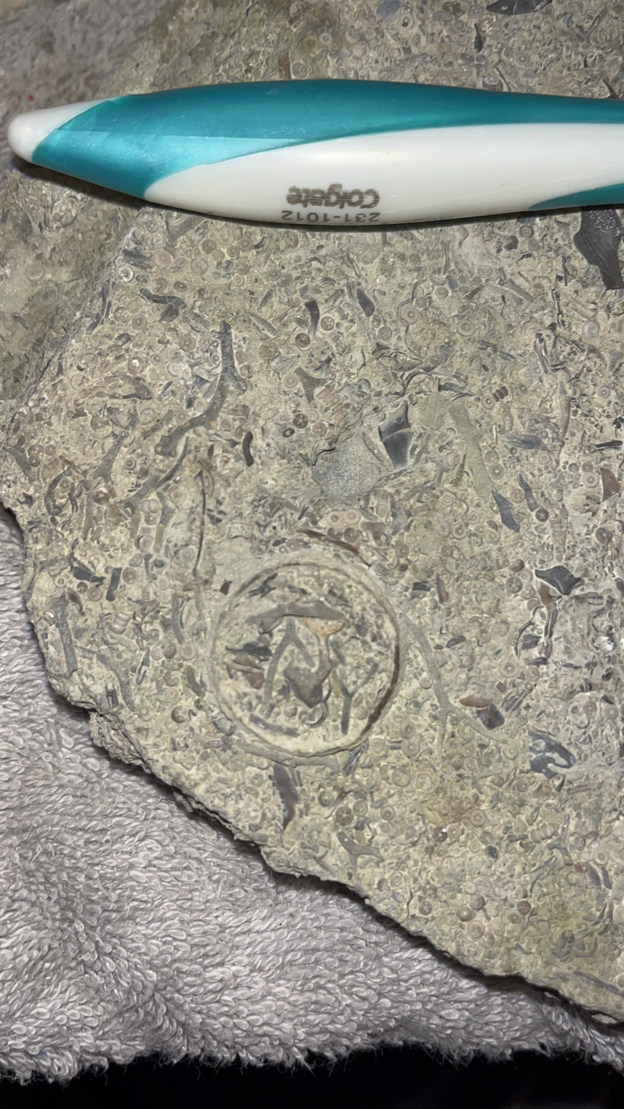 Unknown Circular Upper Ordovician Fossil - Fossil ID - The Fossil Forum