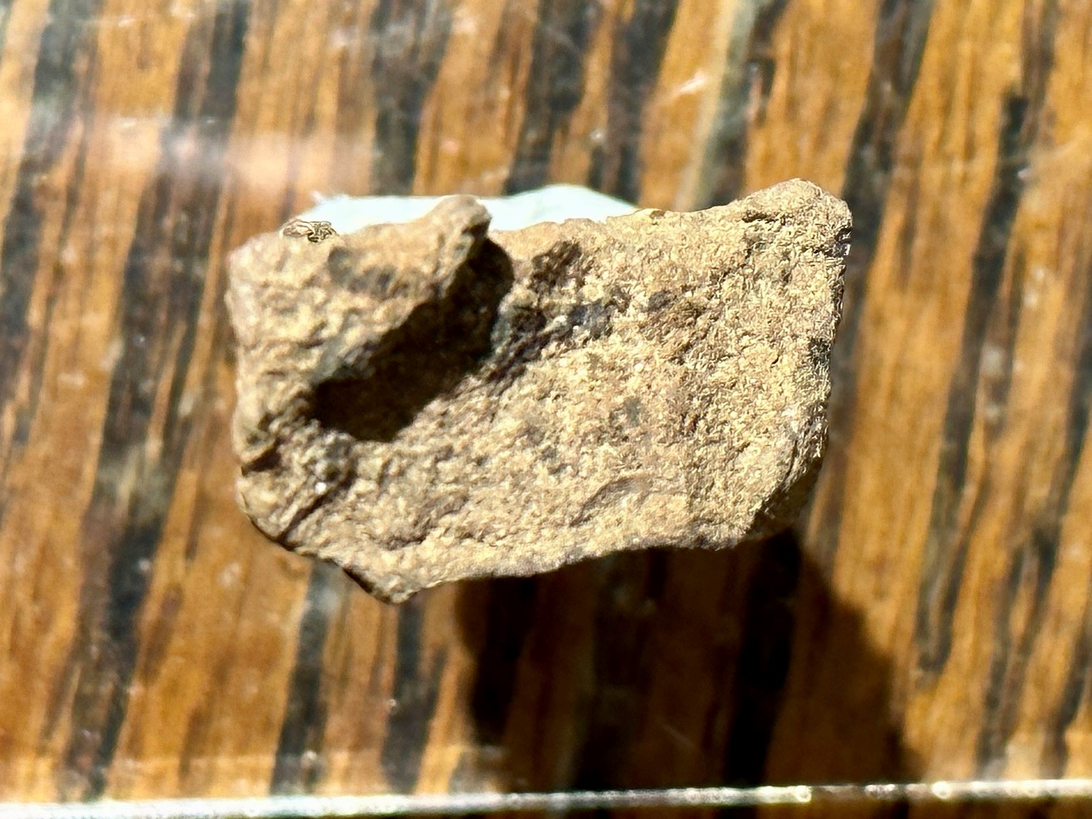 Morrison osteoderm? - Fossil ID - The Fossil Forum