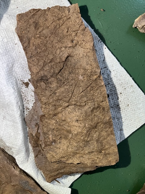 Maryland Triassic Trace Fossils - Fossil ID - The Fossil Forum