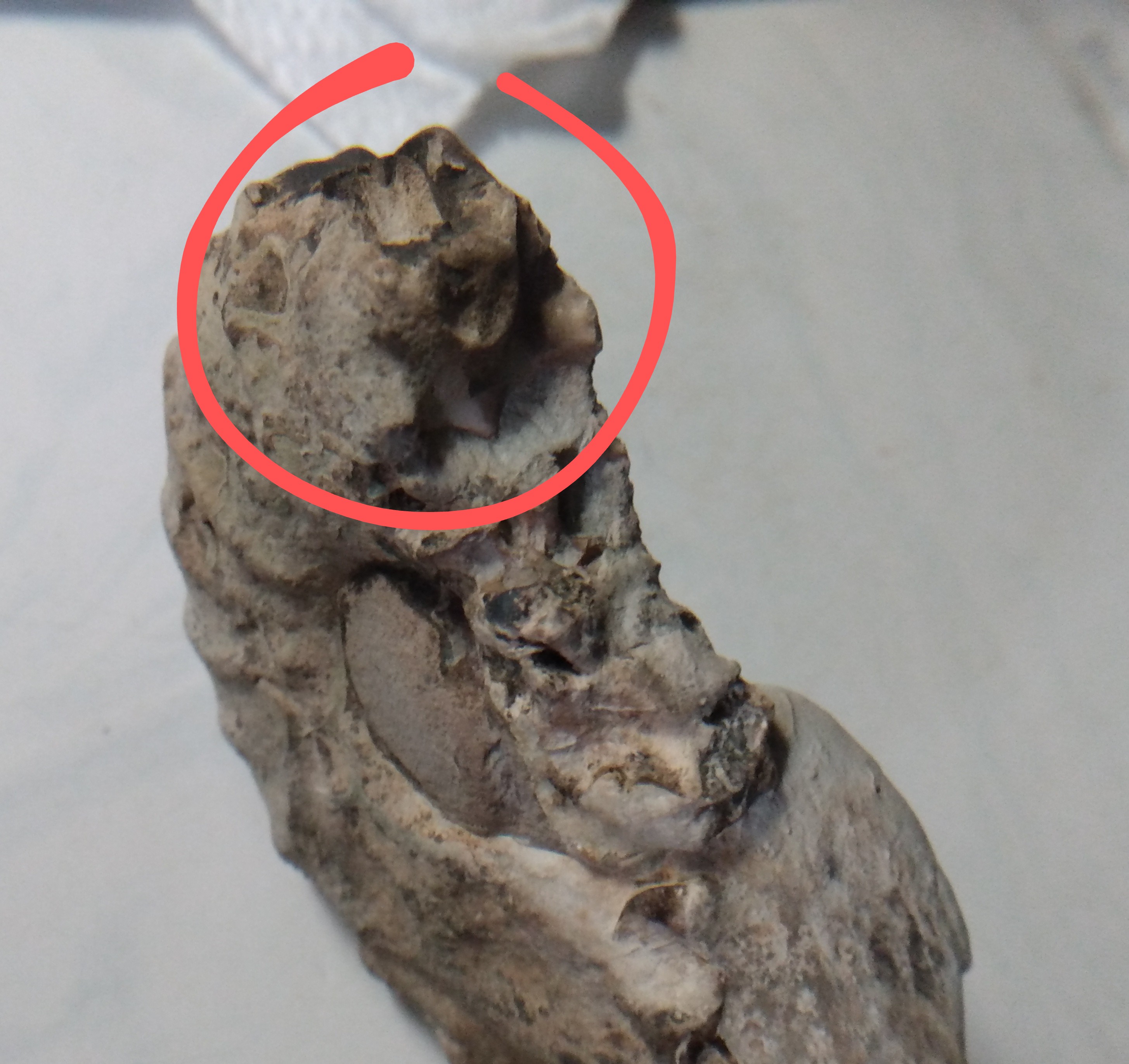 From the Kiamichi Formation Cretaceous… north Texas - Fossil ID - The ...