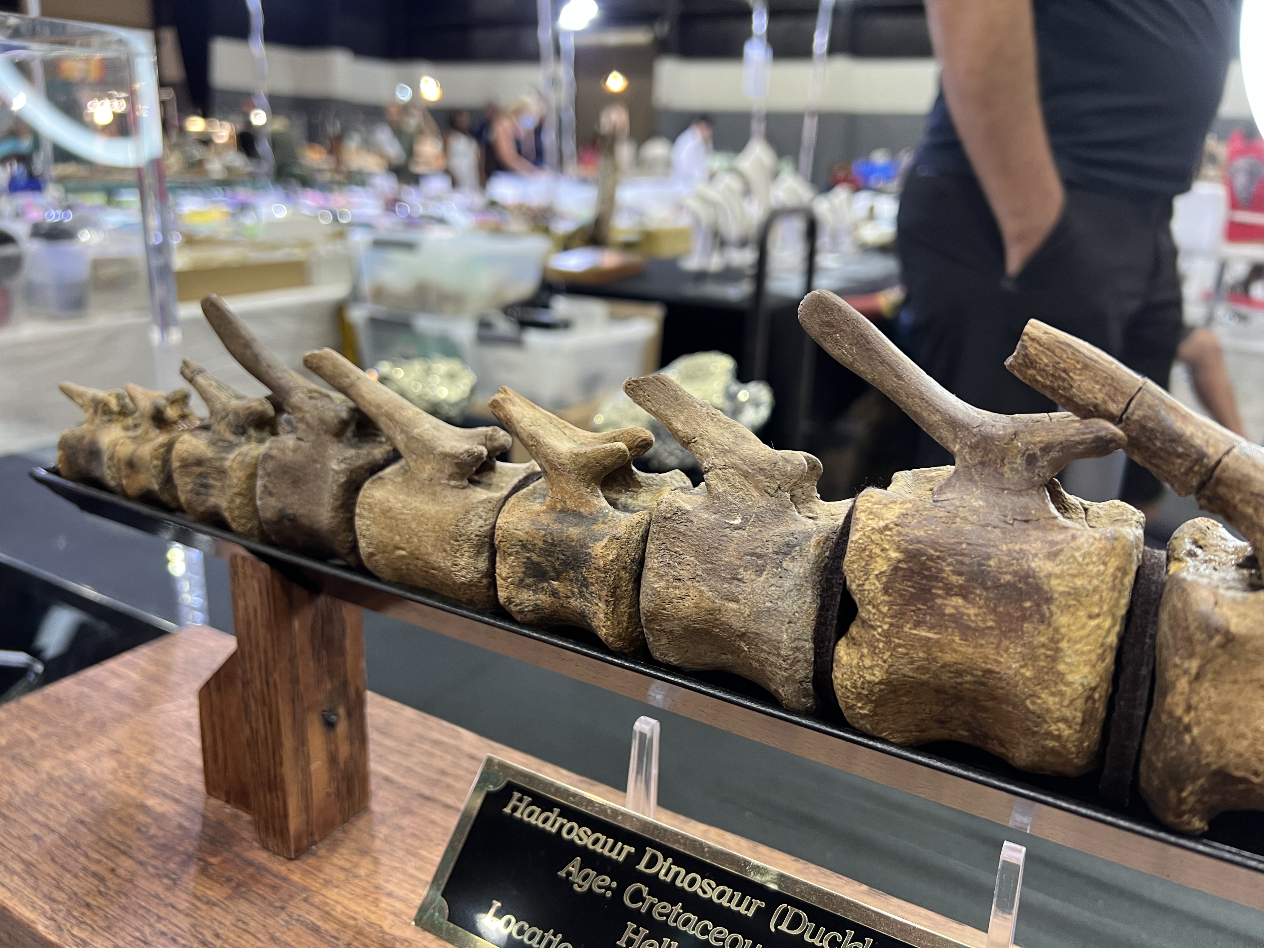 Collection of caudal vertebrae from a Hadrosaur? - Fossil ID - The ...