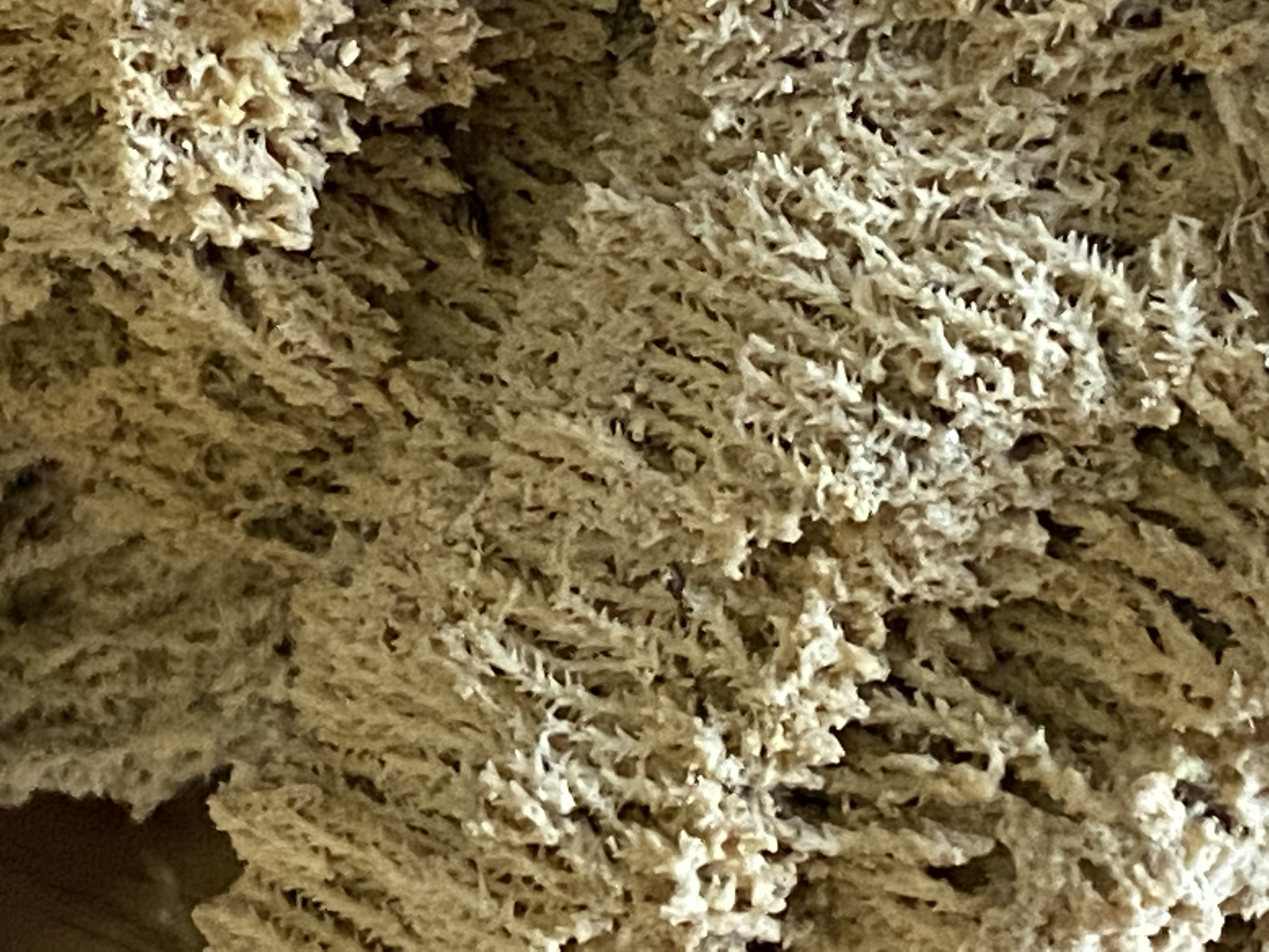 Odd fossil ID - Fossil ID - The Fossil Forum