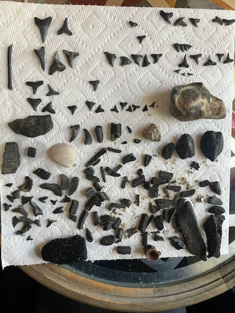 Choptank/St Mary’s formation hunt - Fossil Hunting Trips - The Fossil Forum