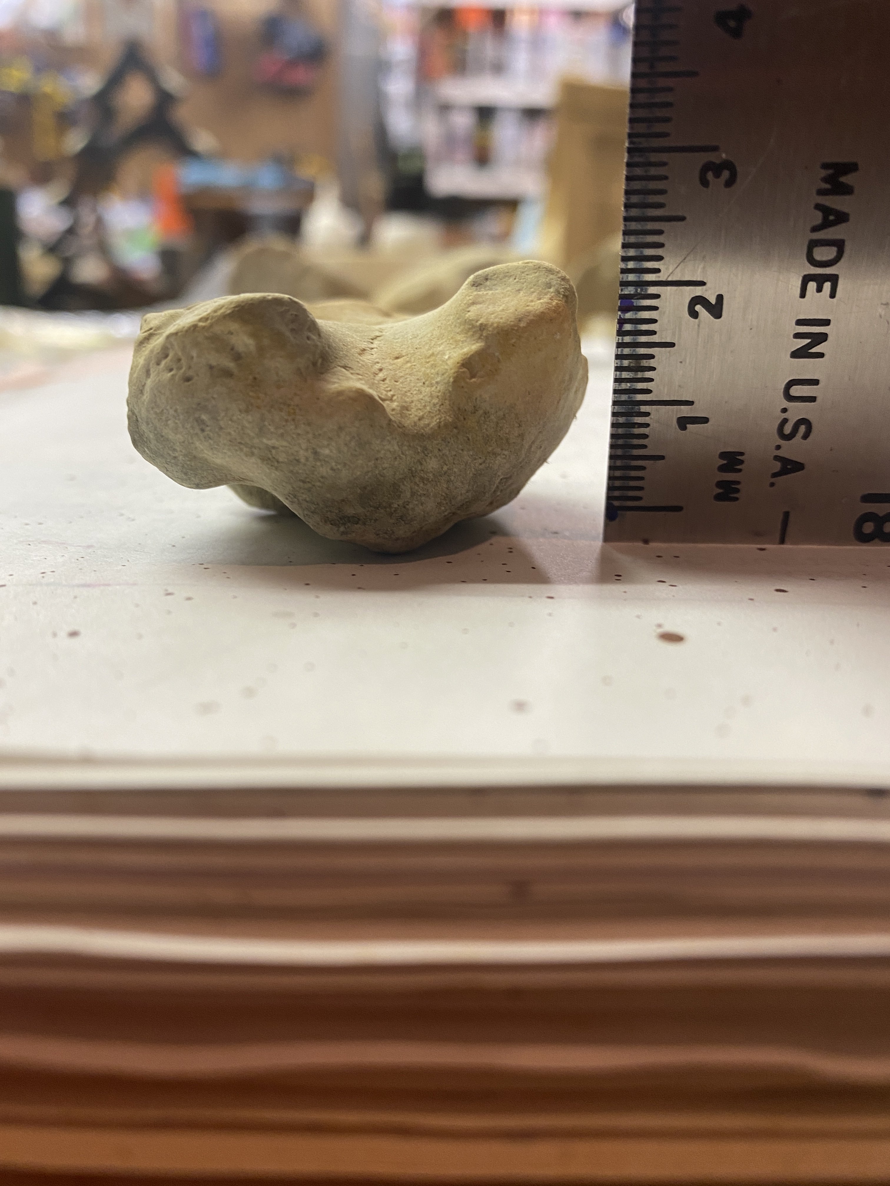 From the Kiamichi Formation Cretaceous… north Texas - Fossil ID - The ...
