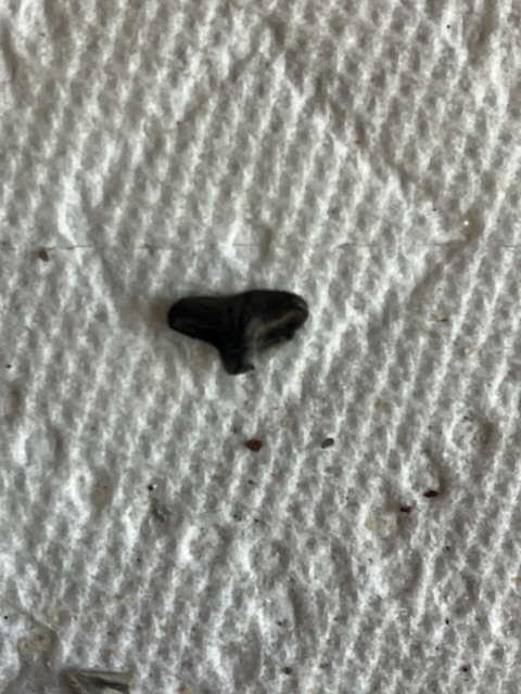Choptank/St Mary’s formation hunt - Fossil Hunting Trips - The Fossil Forum