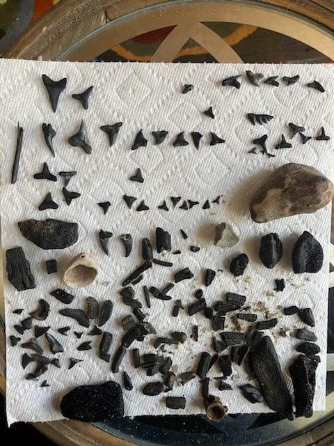 Choptank/St Mary’s formation hunt - Fossil Hunting Trips - The Fossil Forum
