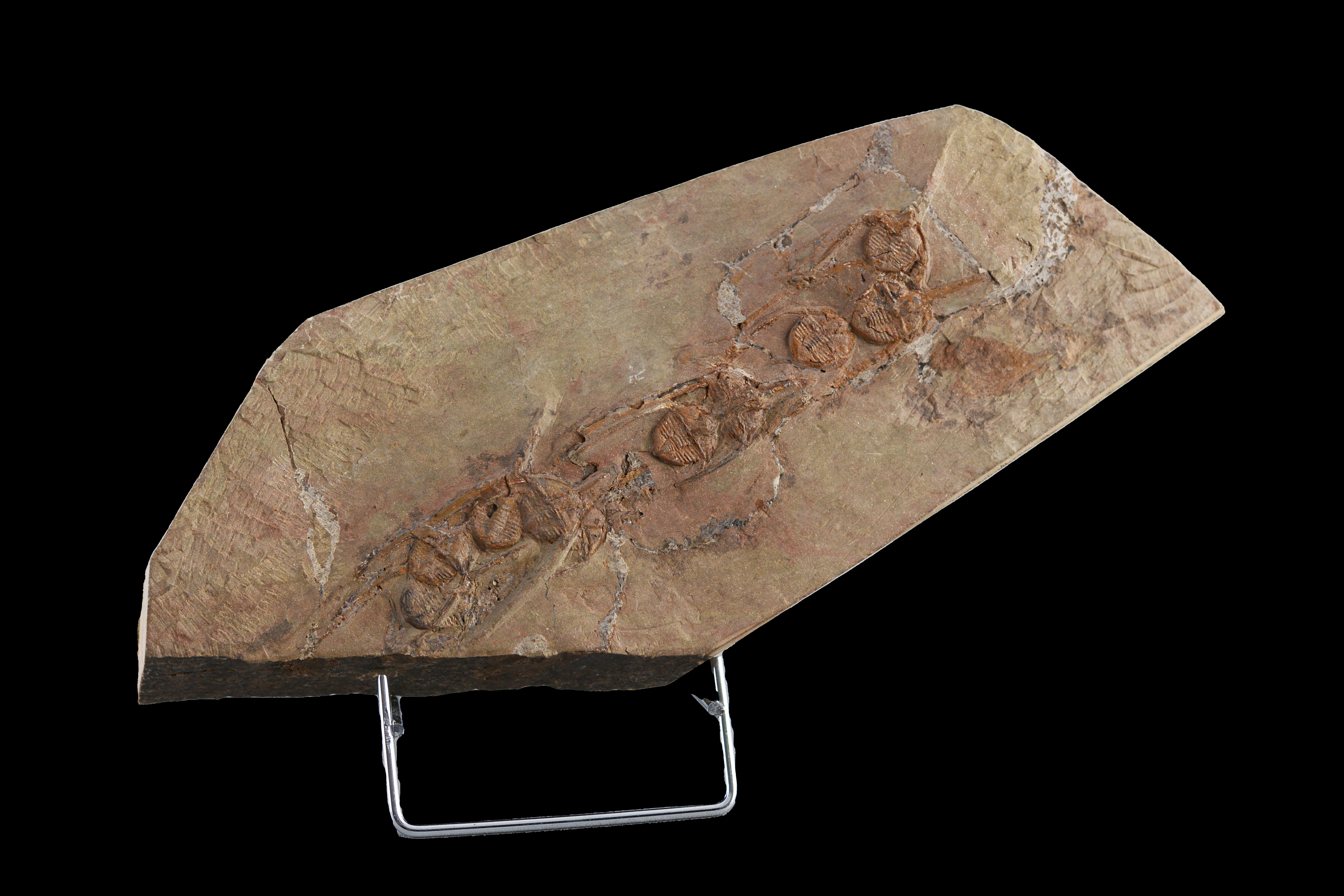 Show Us Your Fossils Challenge Mode: Ordered By Geologic Time Period ...