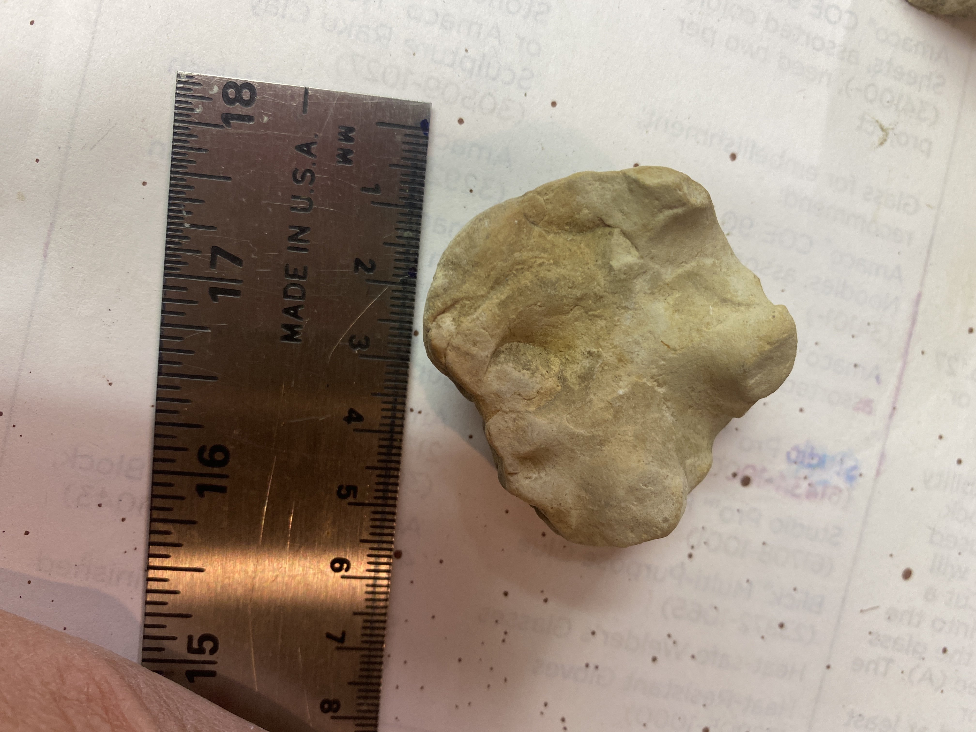 From the Kiamichi Formation Cretaceous… north Texas - Fossil ID - The ...