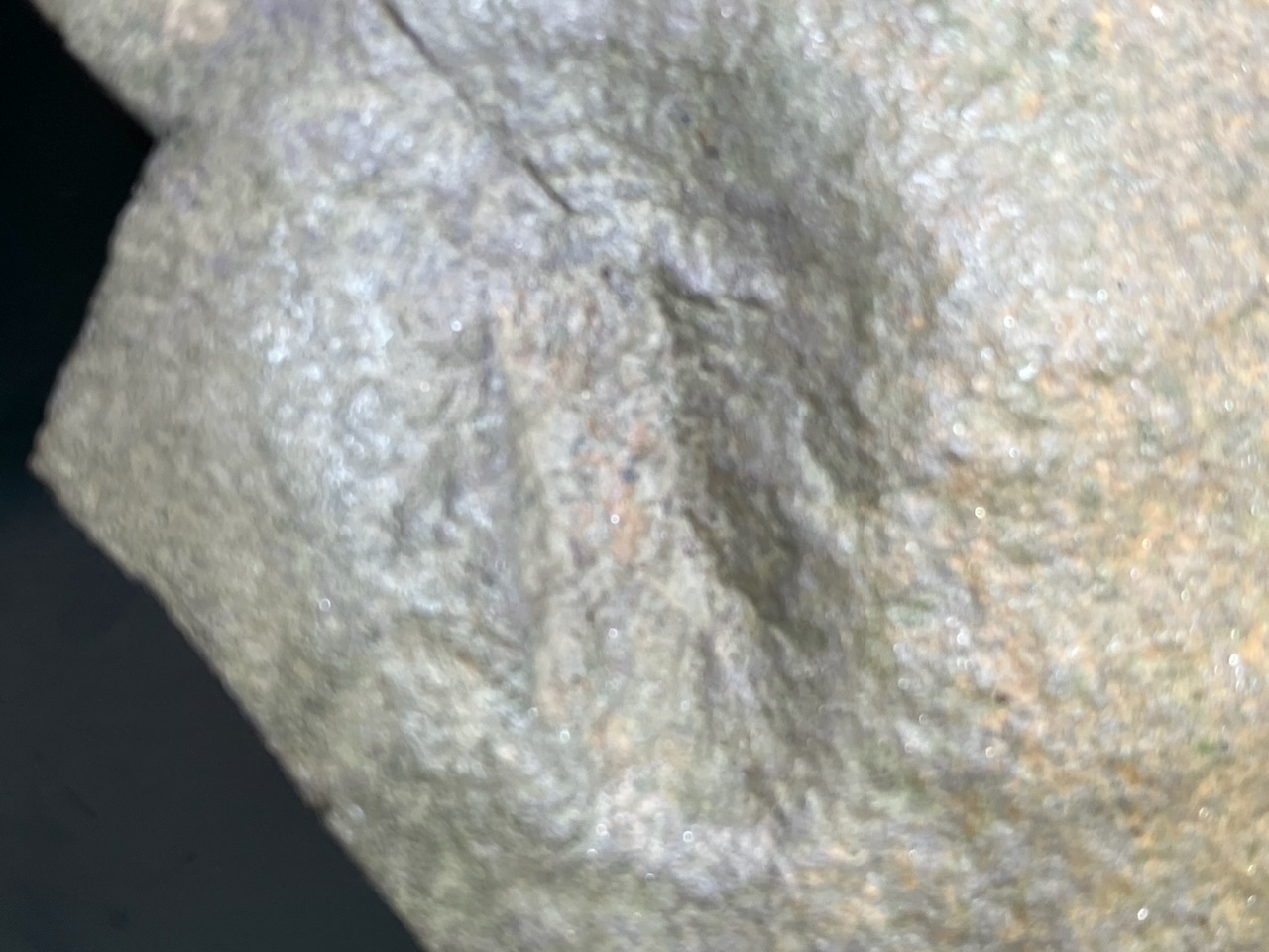 Maryland Triassic Trace Fossils - Fossil ID - The Fossil Forum