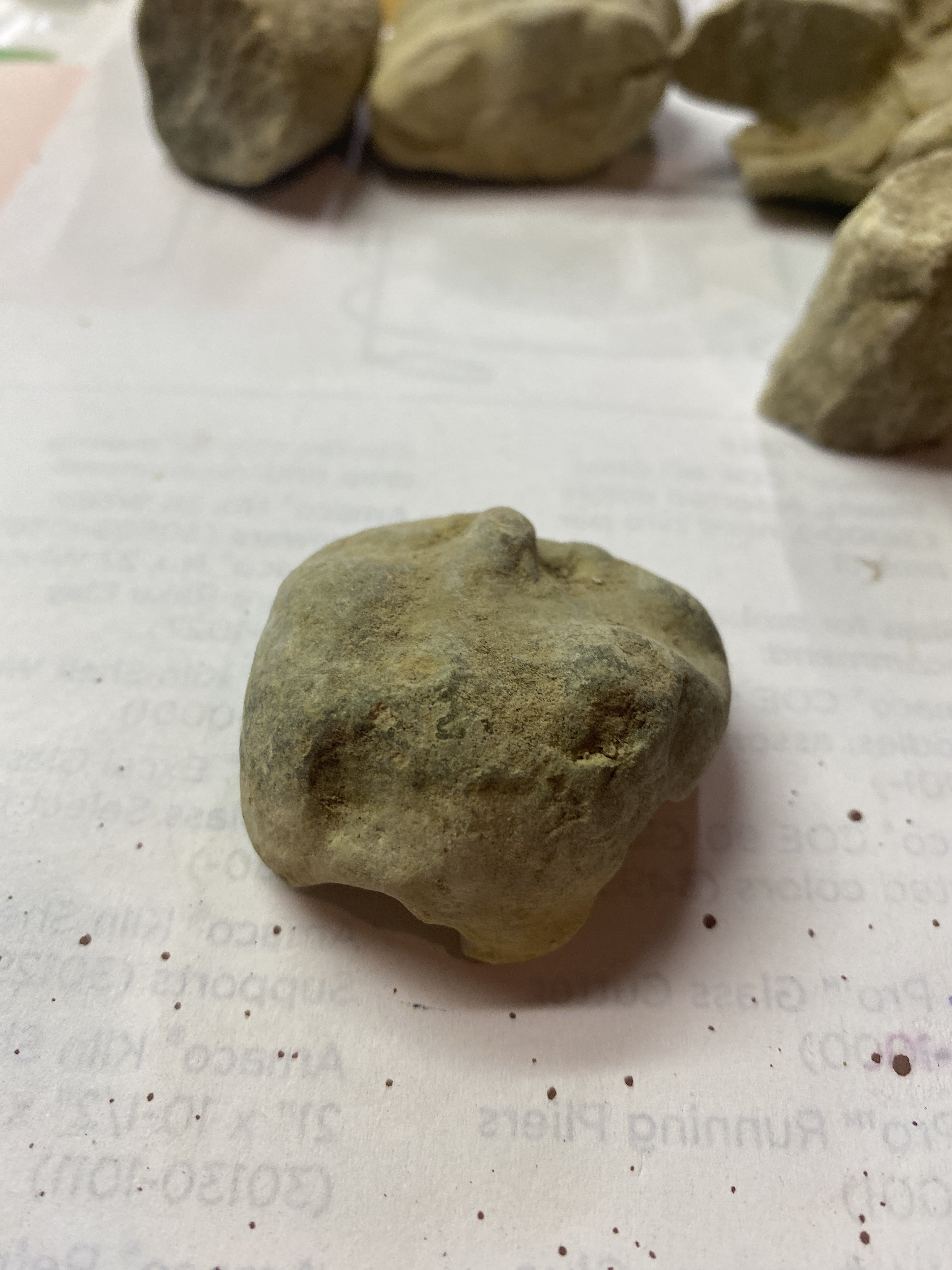From the Kiamichi Formation Cretaceous… north Texas - Fossil ID - The ...