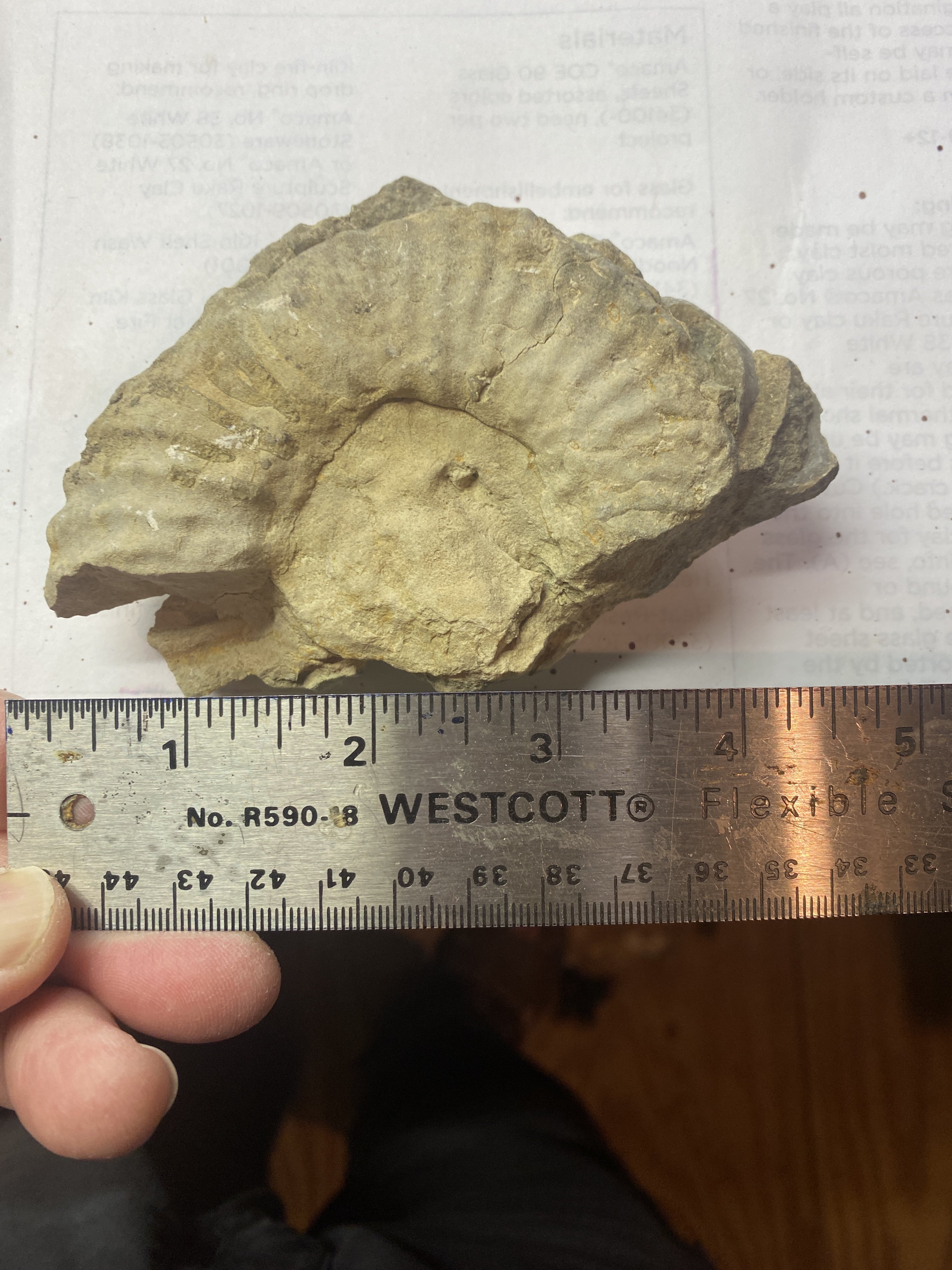 From the Kiamichi Formation Cretaceous… north Texas Part three - Fossil ...