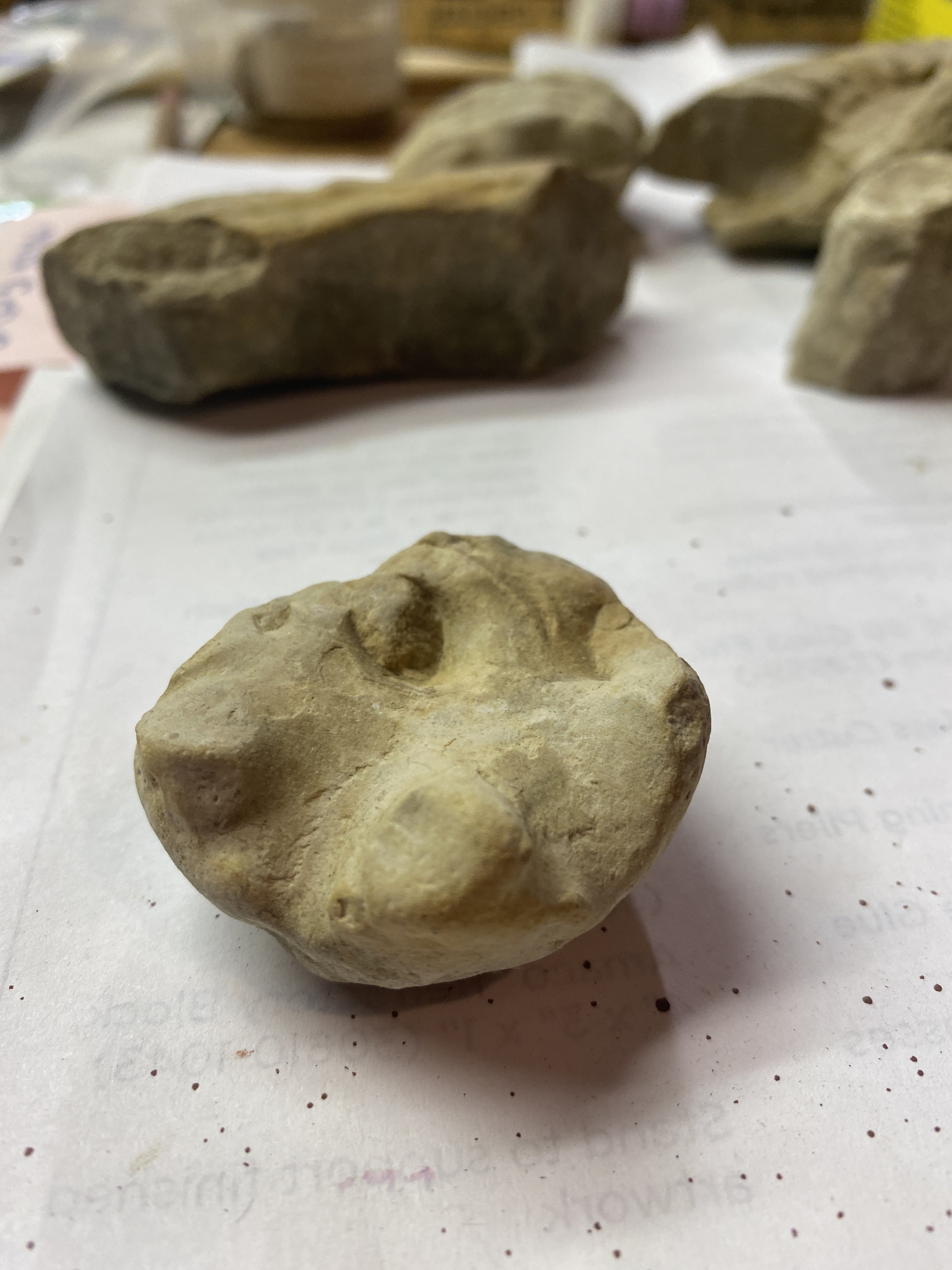 From the Kiamichi Formation Cretaceous… north Texas - Fossil ID - The ...