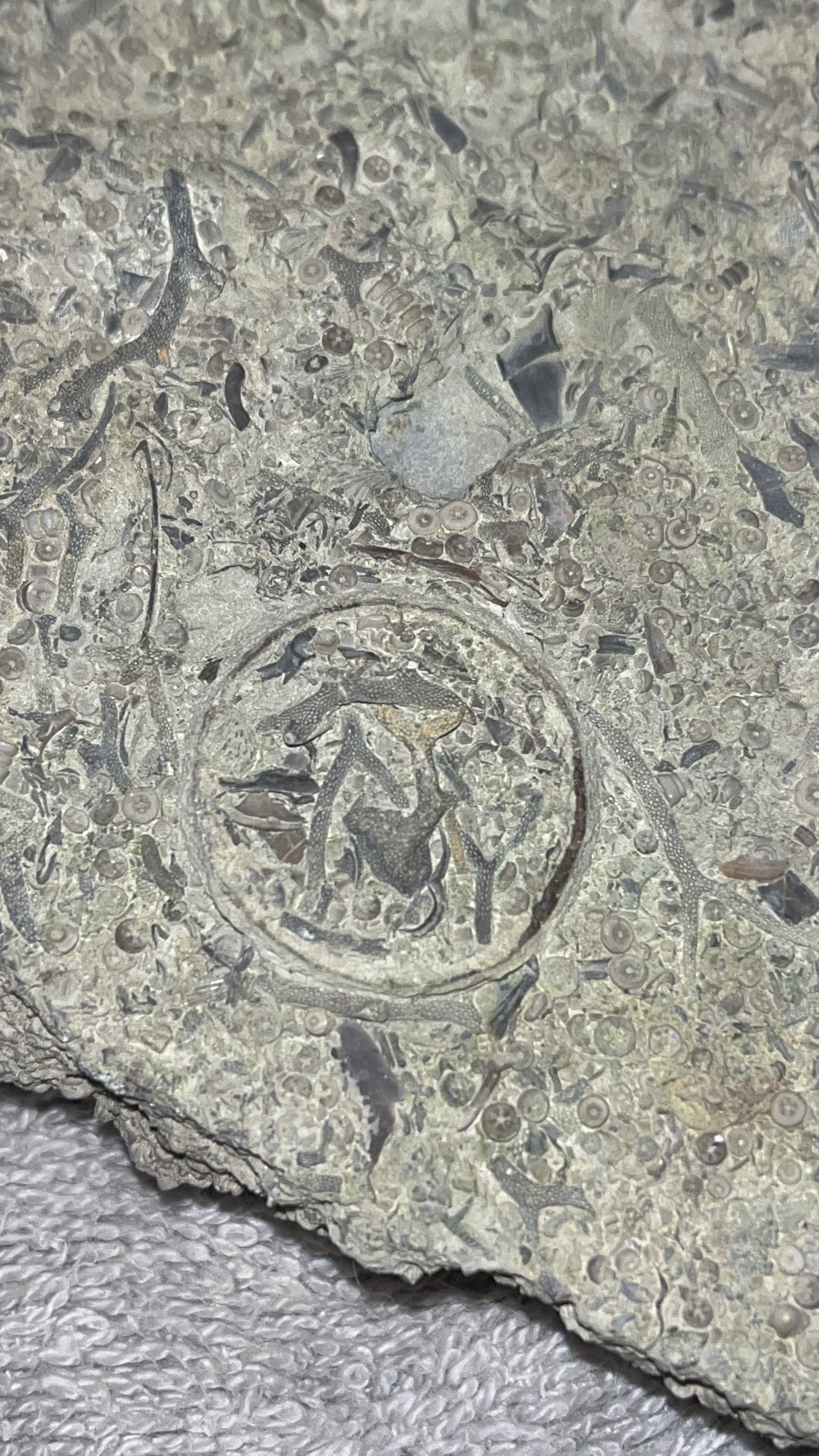 Unknown Circular Upper Ordovician Fossil - Fossil ID - The Fossil Forum