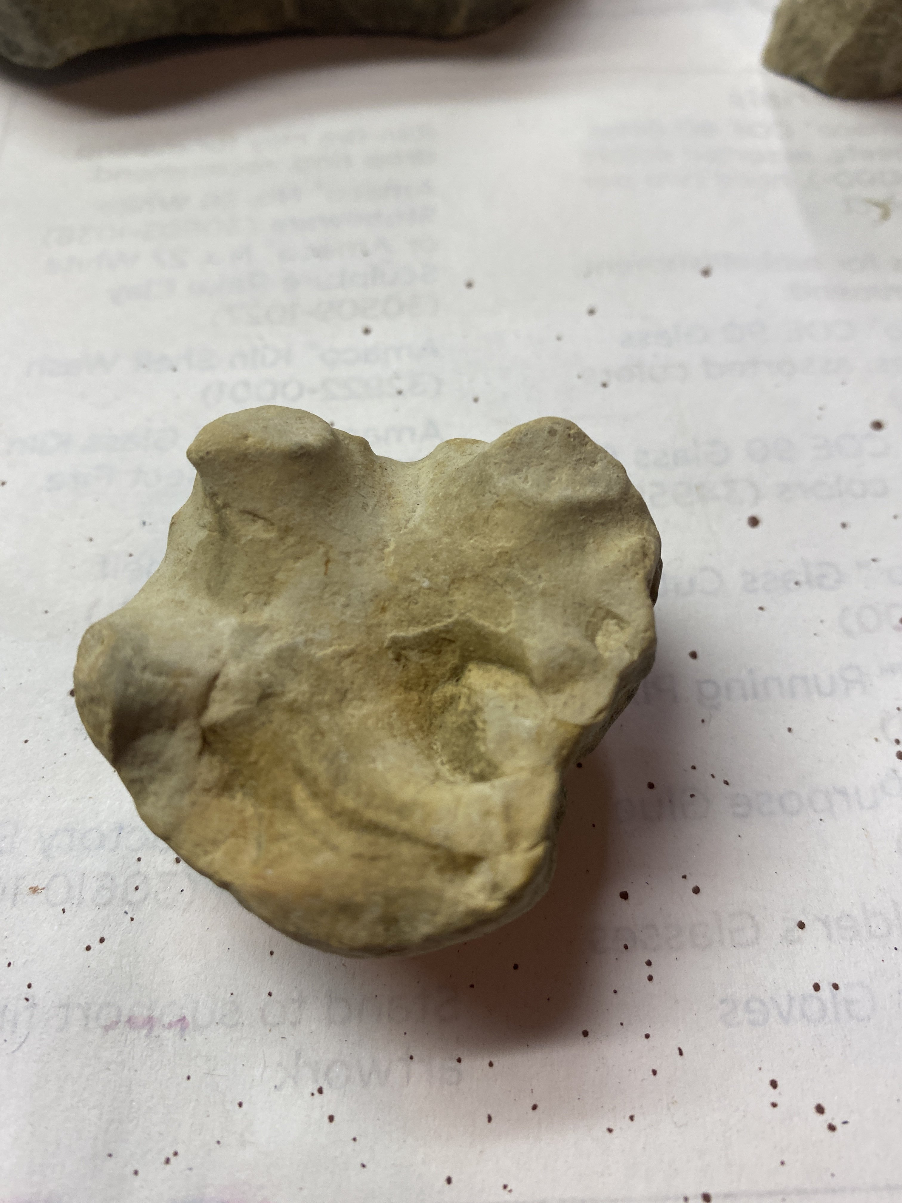From the Kiamichi Formation Cretaceous… north Texas - Fossil ID - The ...